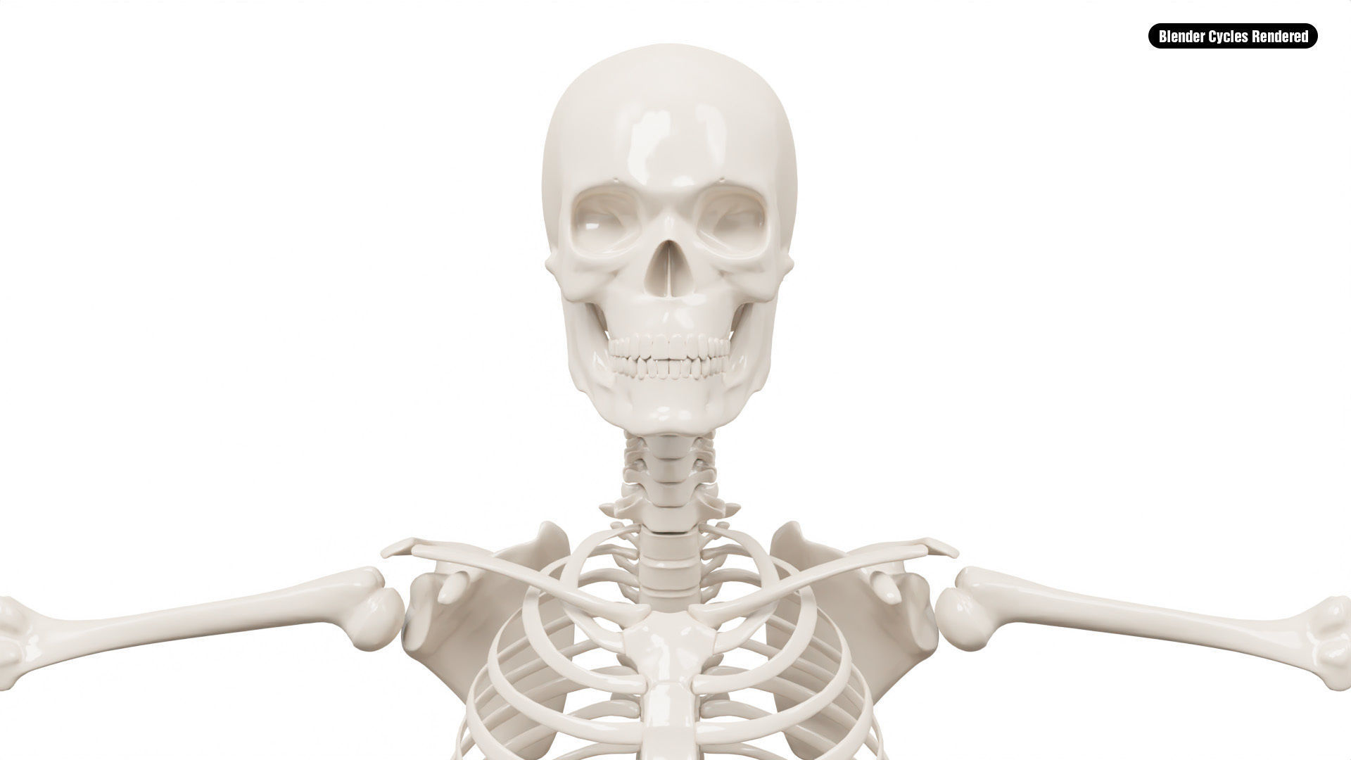 Human Male Skeleton Realistic 3D model rigged | CGTrader