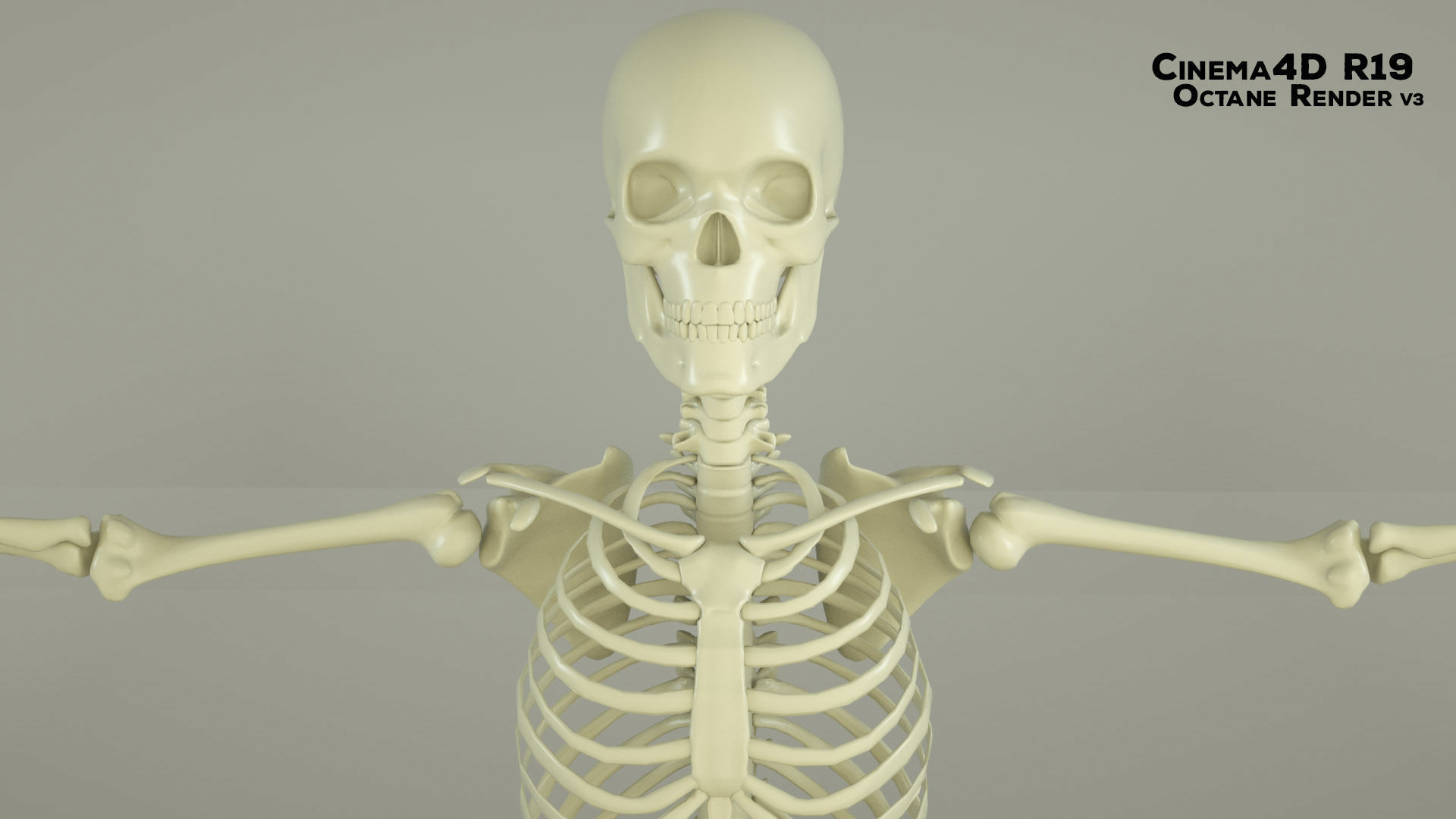 Human Male Skeleton Realistic 3D model rigged | CGTrader