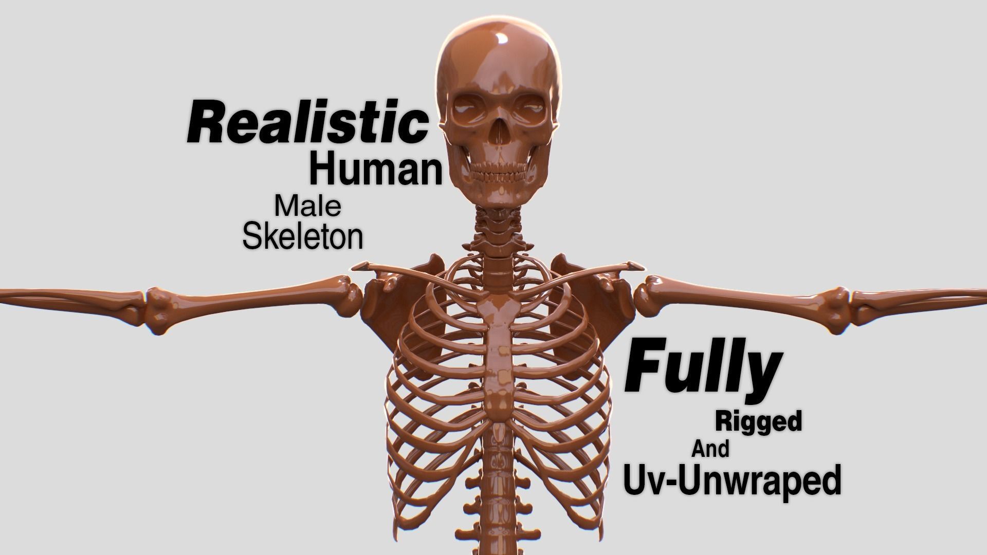 Human Male Skeleton Realistic 3D model rigged | CGTrader