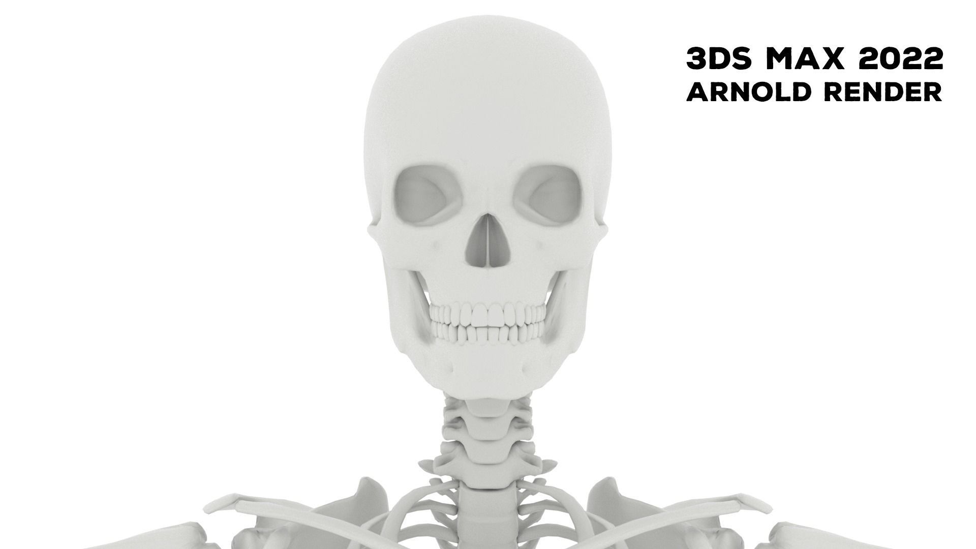 Human Male Skeleton Realistic 3D model rigged | CGTrader