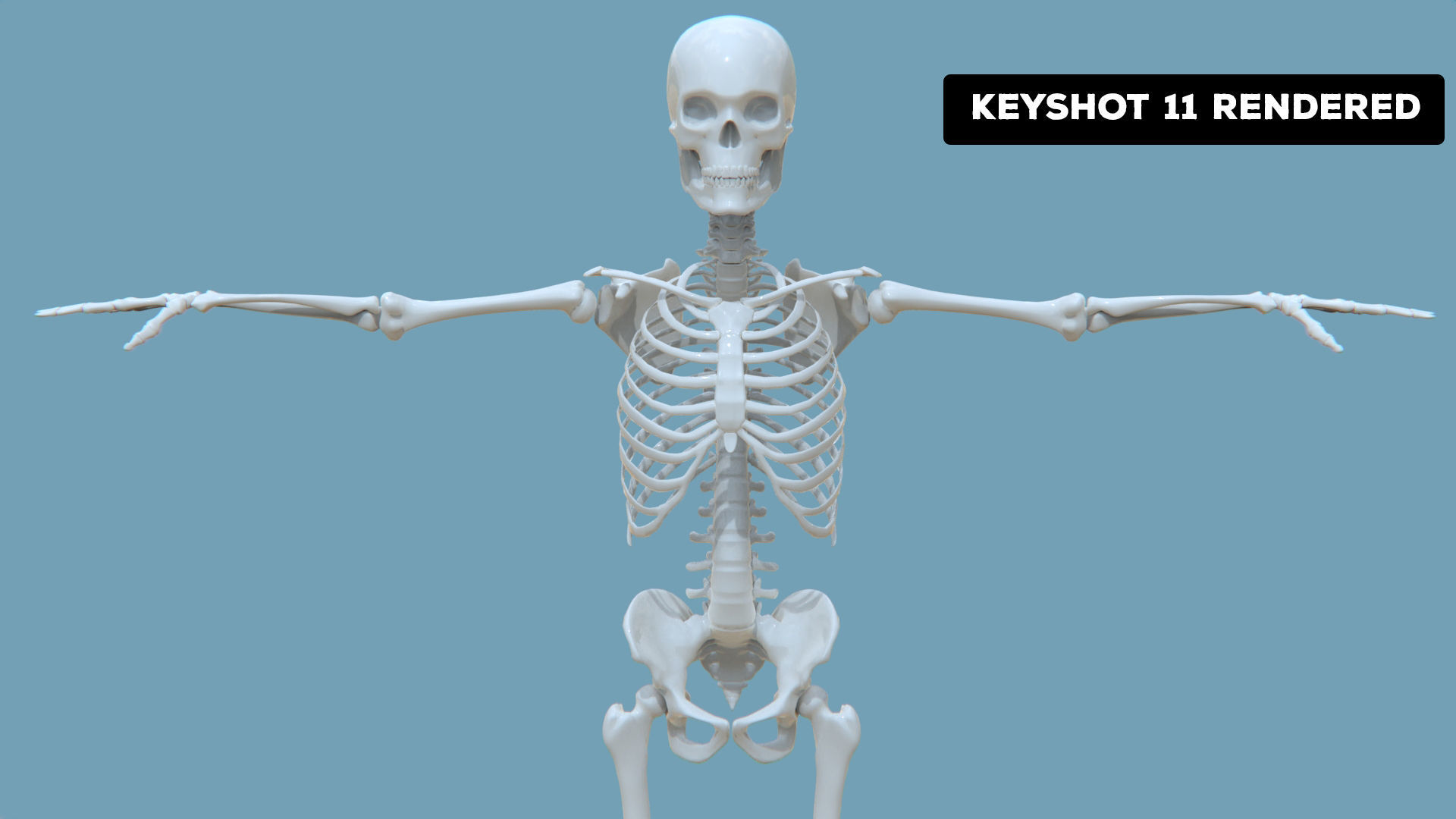 Human Male Skeleton Realistic 3D model rigged | CGTrader