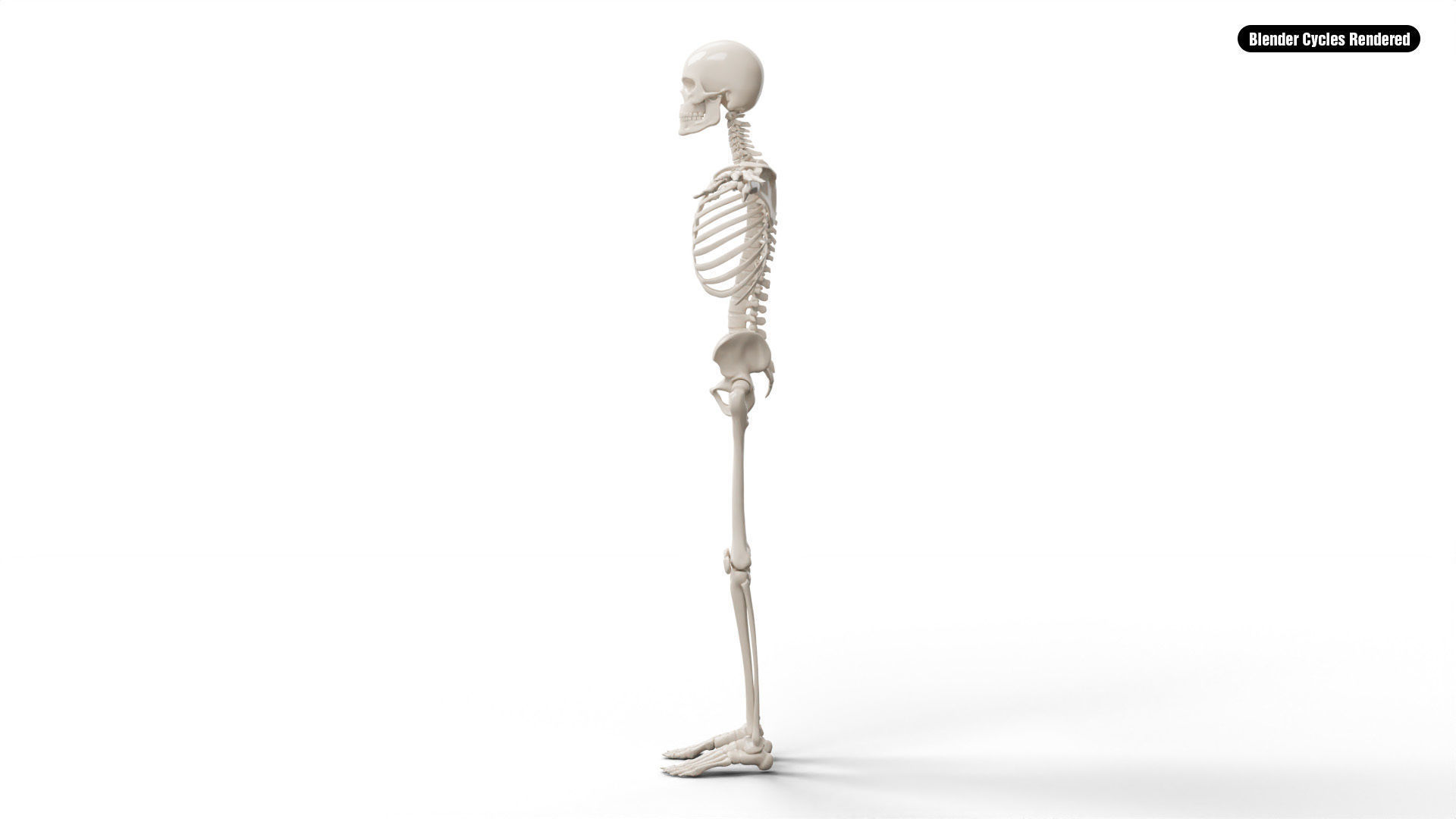 Human Male Skeleton Realistic 3D model rigged | CGTrader