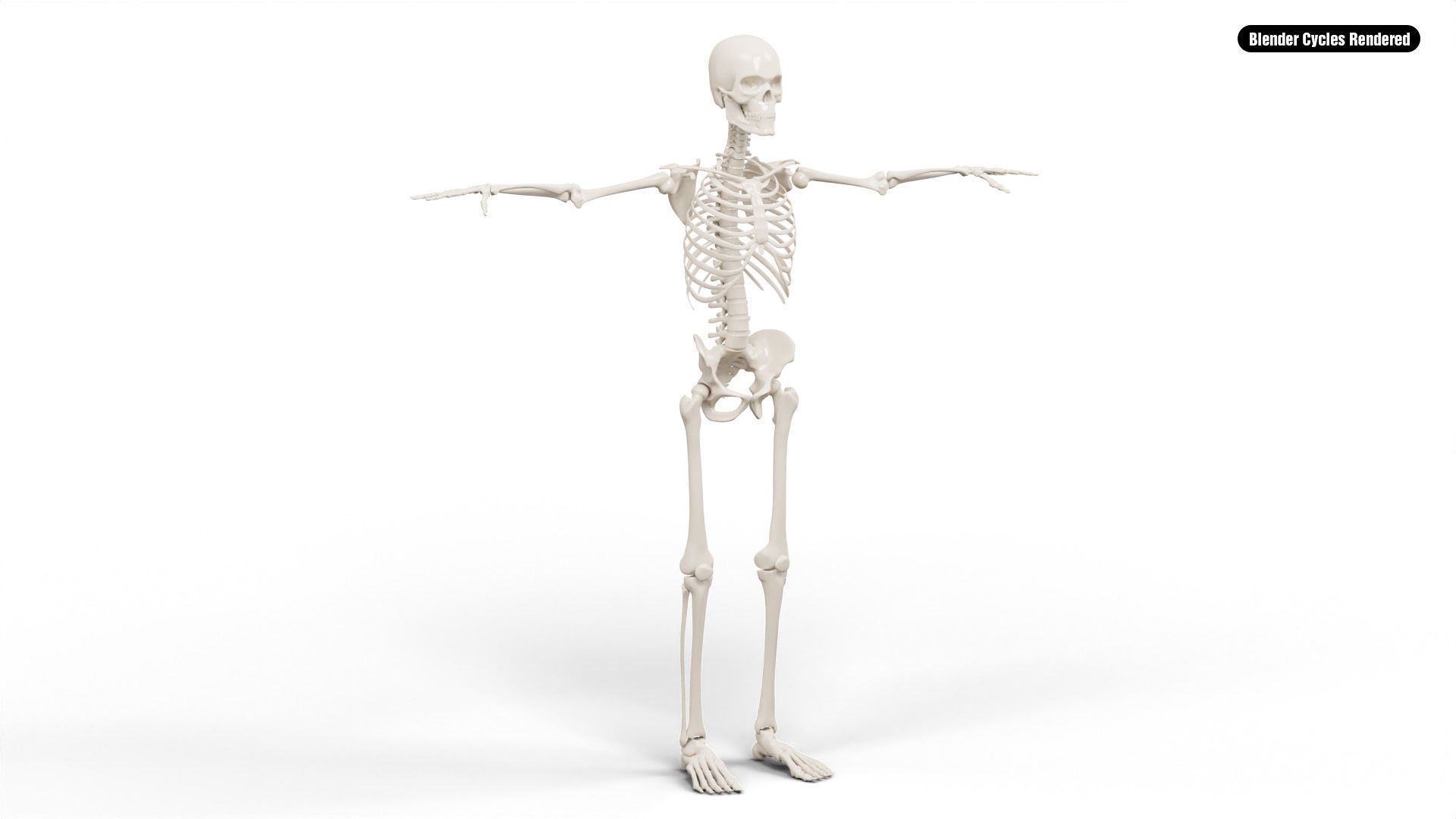 Human Male Skeleton Realistic 3D model rigged | CGTrader