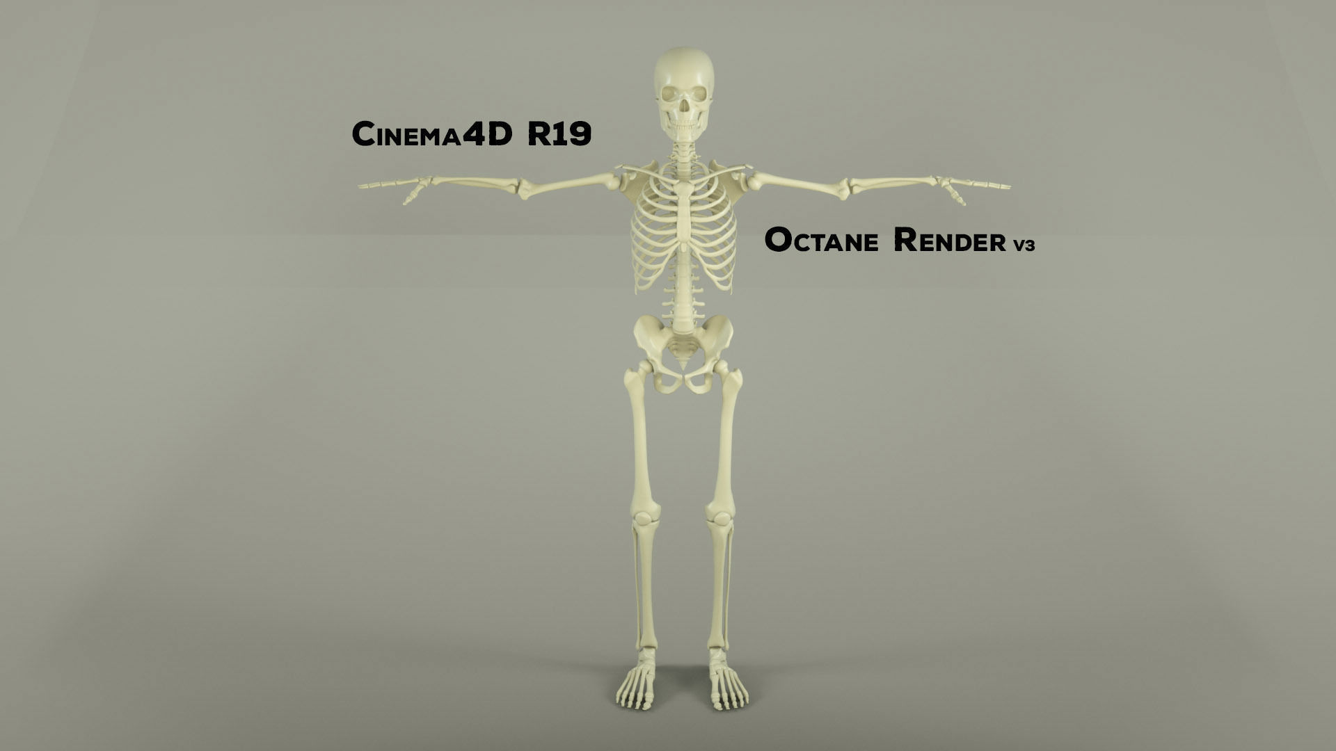 Human Male Skeleton Realistic 3D model rigged | CGTrader