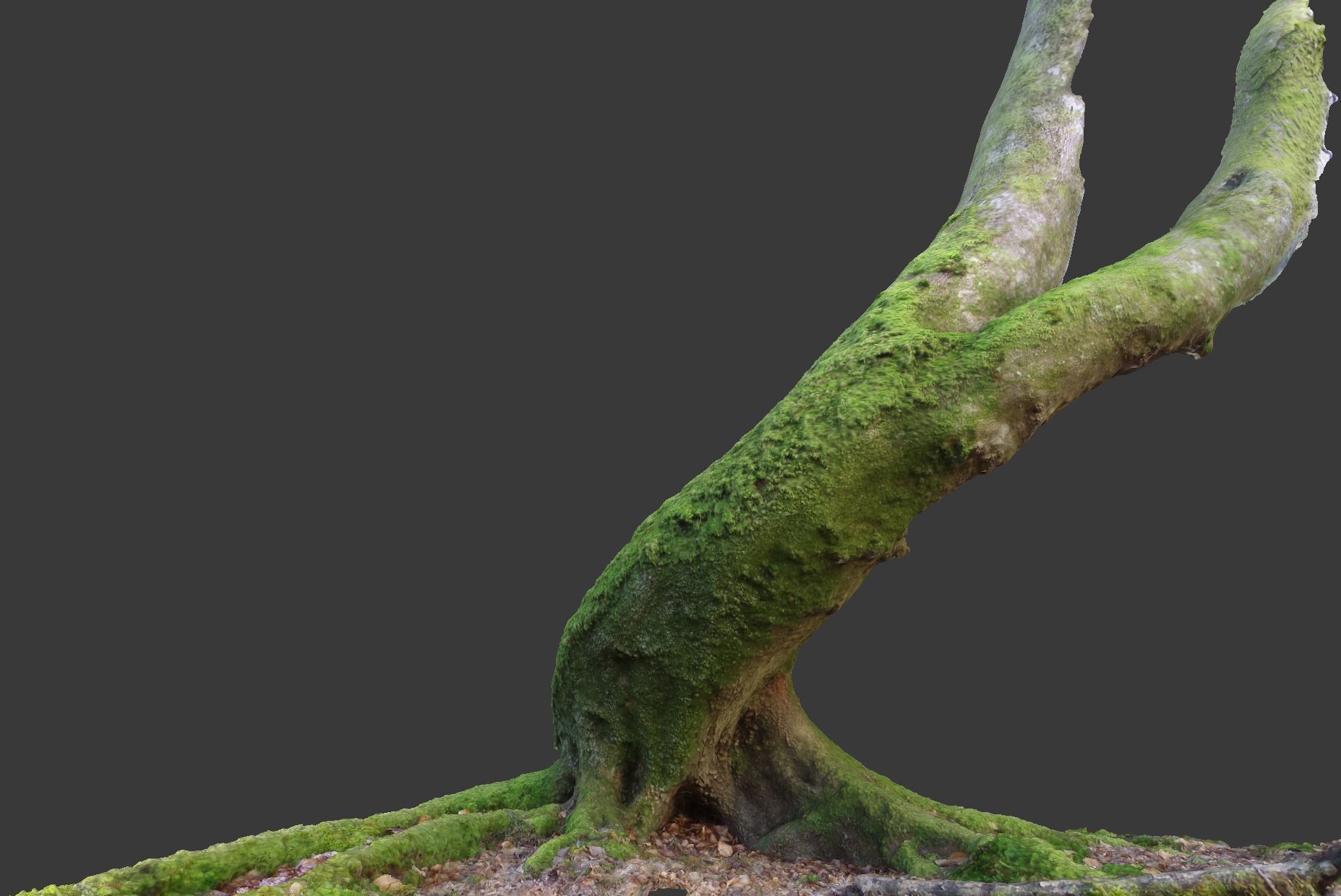 Photogrammetry Tree Pack 3D model | CGTrader
