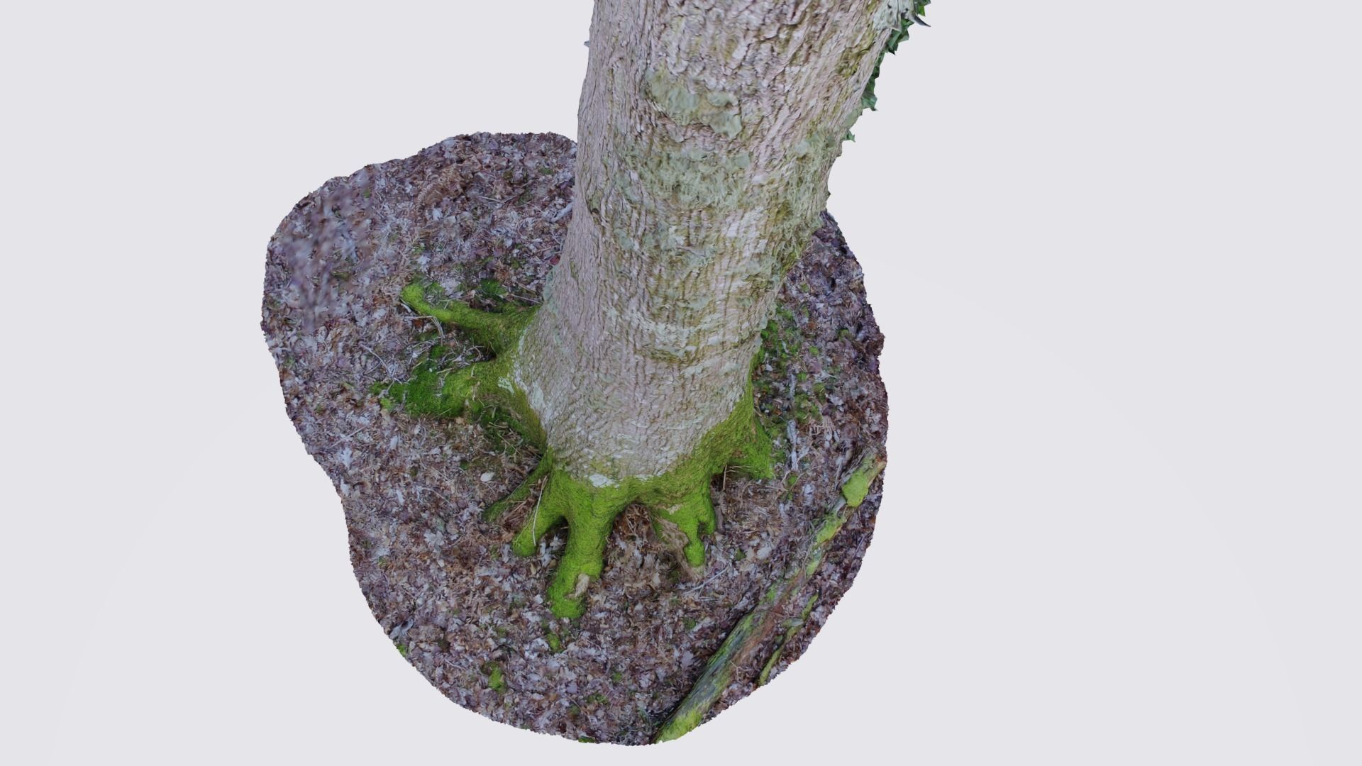 Photogrammetry Tree Pack 3D model | CGTrader