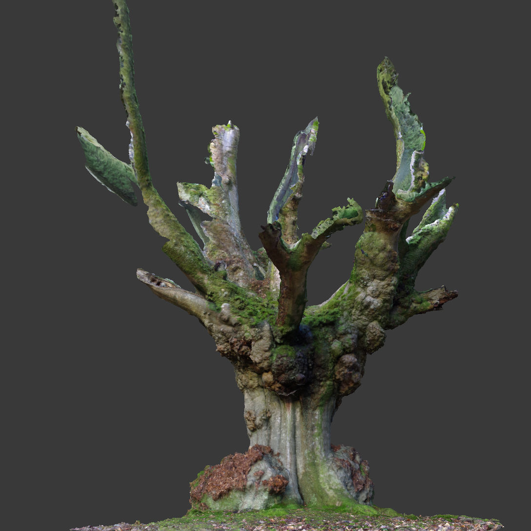 Photogrammetry Tree Pack 3D model | CGTrader
