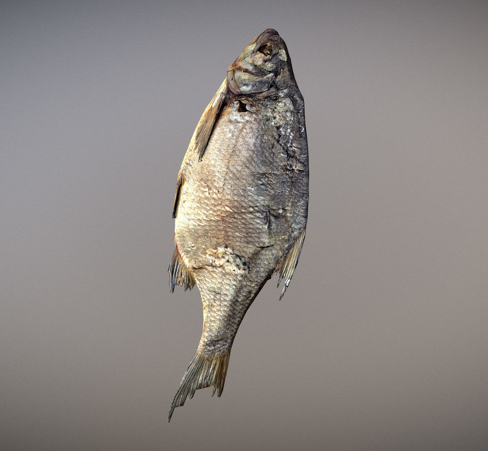 3D model Photorealistic 3Dscan of dried open fish VR / AR / low-poly ...