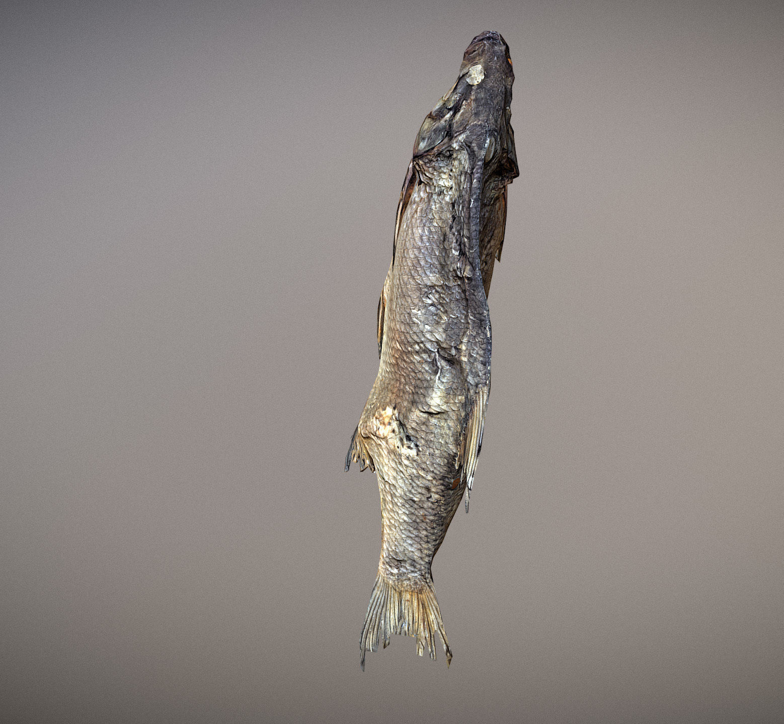3D model Photorealistic 3Dscan of dried open fish VR / AR / low-poly ...