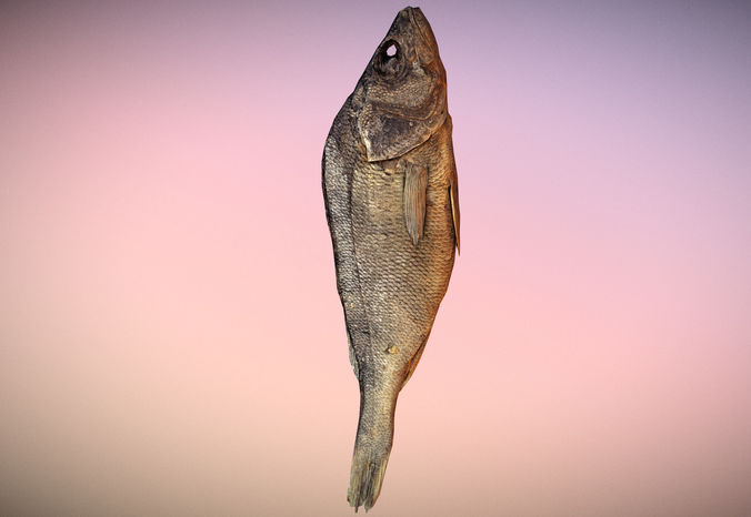 3D model photorealistic scanned dried fish VR / AR / low-poly | CGTrader