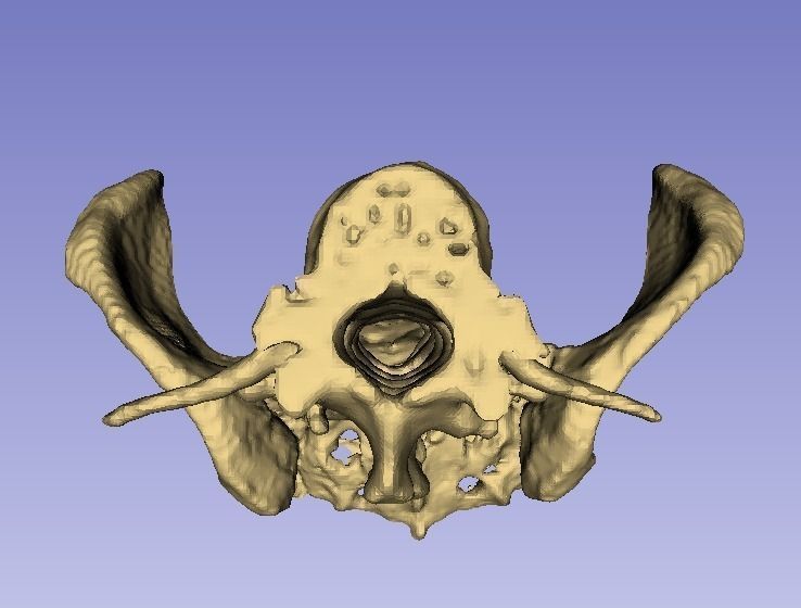 Real Human Vertebral Column 3D model 3D printable | CGTrader