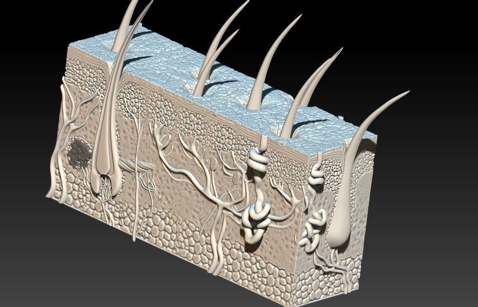 Human Skin Model 3D model 3D printable | CGTrader