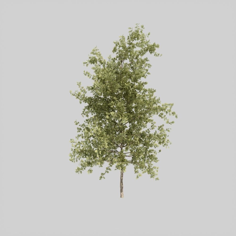 Tree pack A 3D model | CGTrader