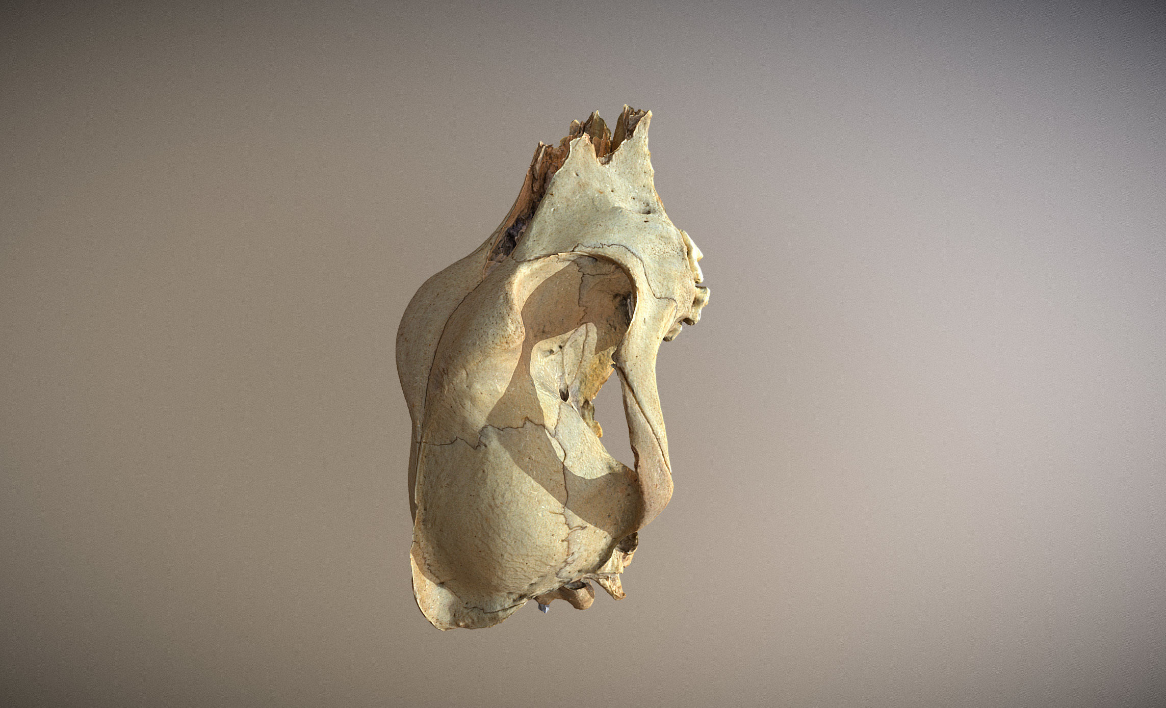 photorealistic high poly animal skull 3D model | CGTrader