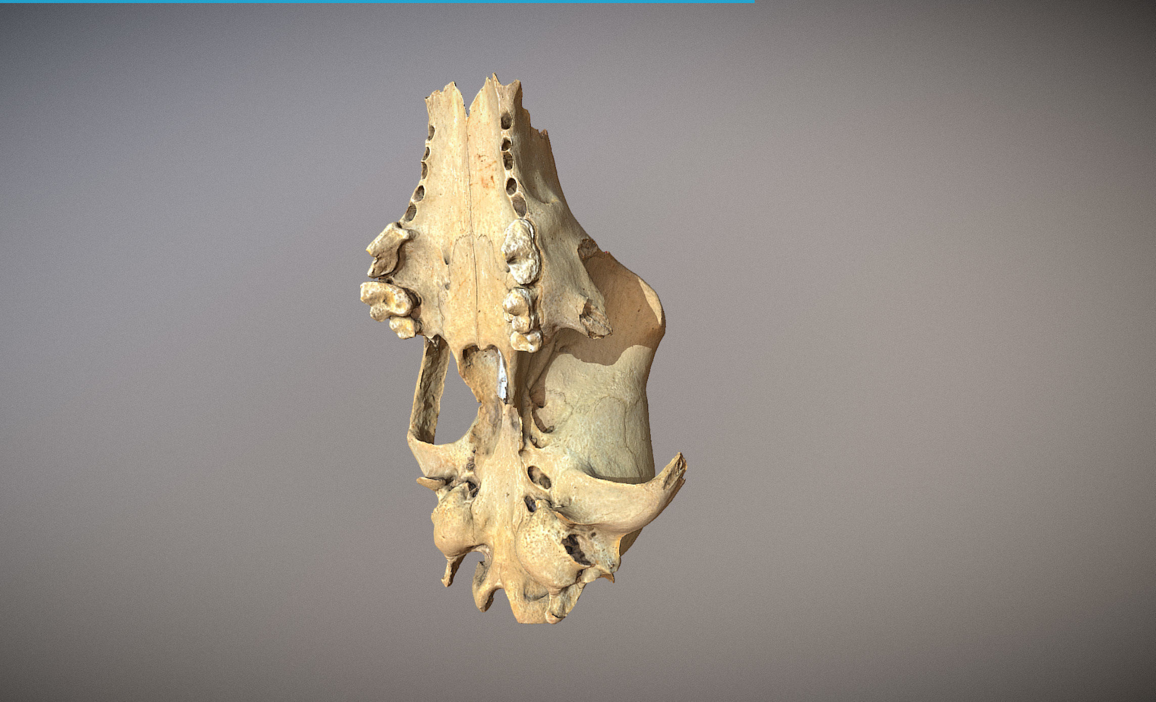 photorealistic high poly animal skull 3D model | CGTrader