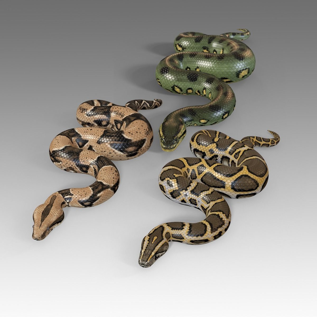 3D model Pythons Vol 1 Rigged VR / AR / low-poly rigged | CGTrader
