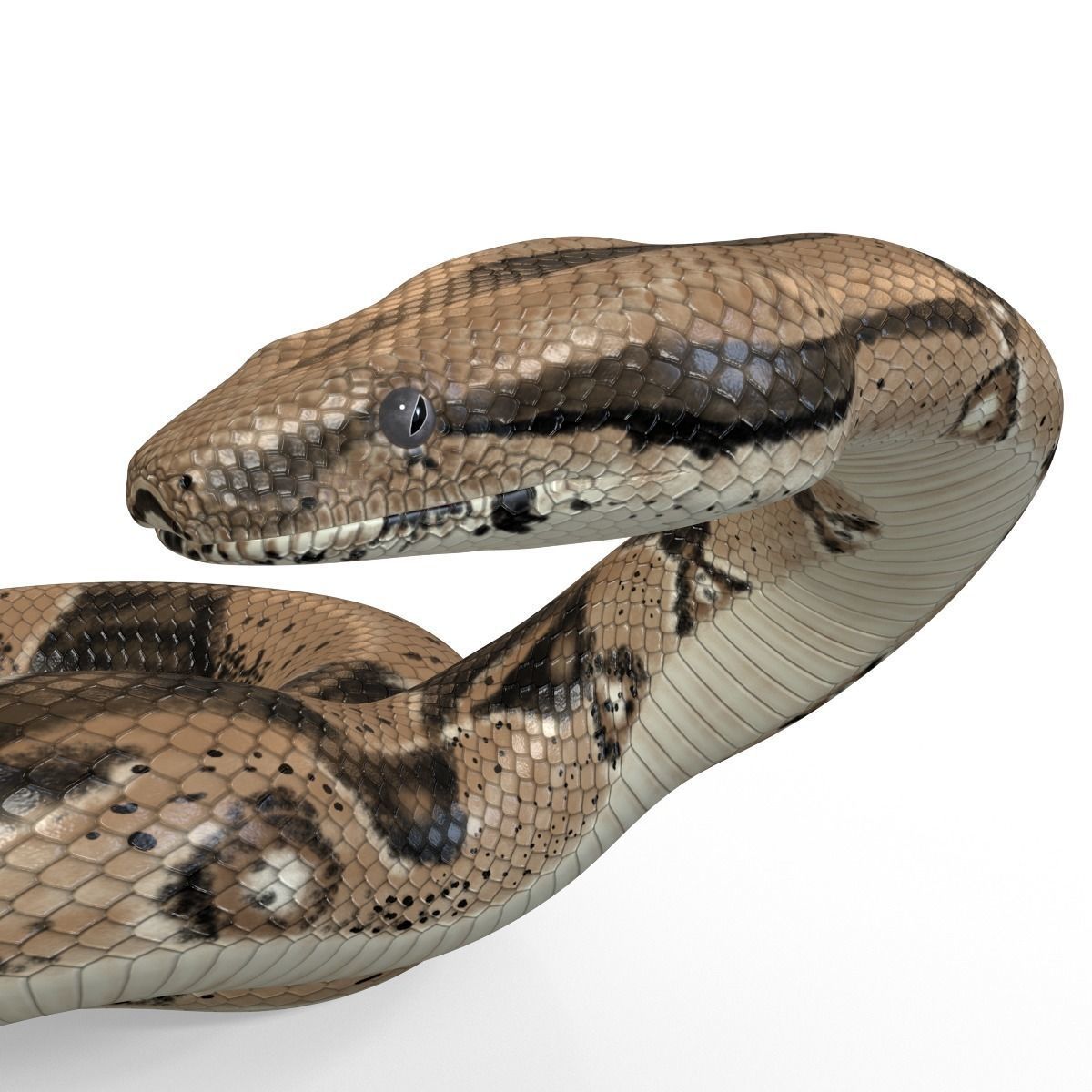 3D model Pythons Vol 1 Rigged VR / AR / low-poly rigged | CGTrader