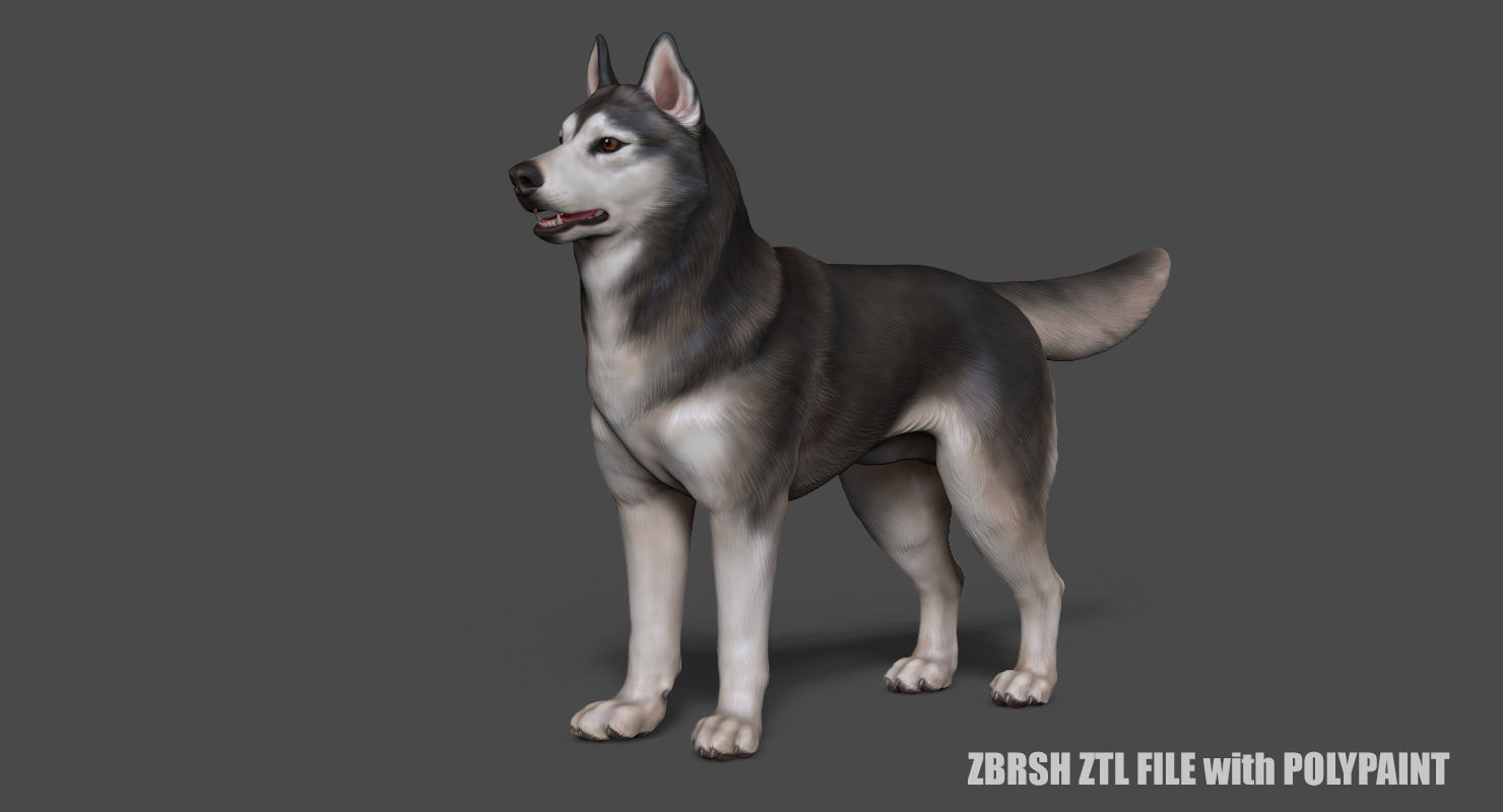 Siberian Husky high polygon 3D model with polypaint 3D model | CGTrader