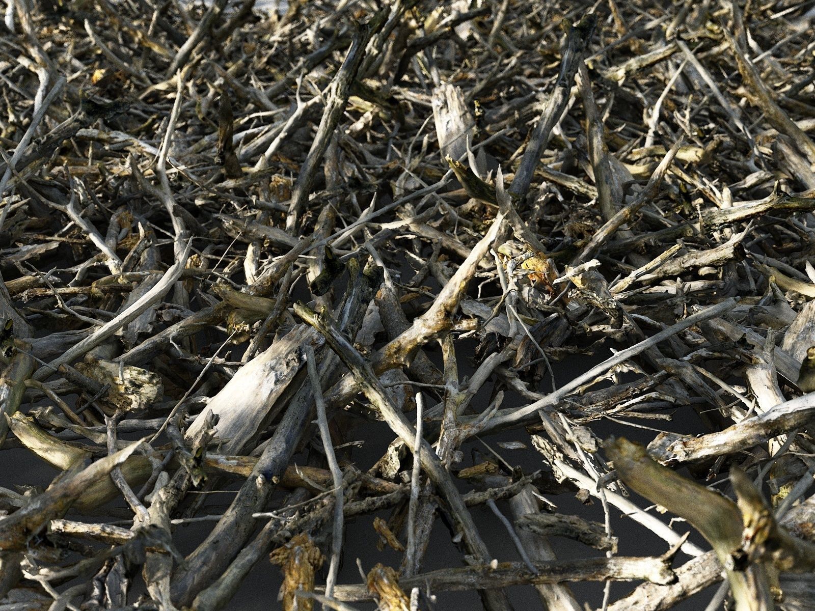 3D model Wood Branch Pack VR / AR / low-poly | CGTrader