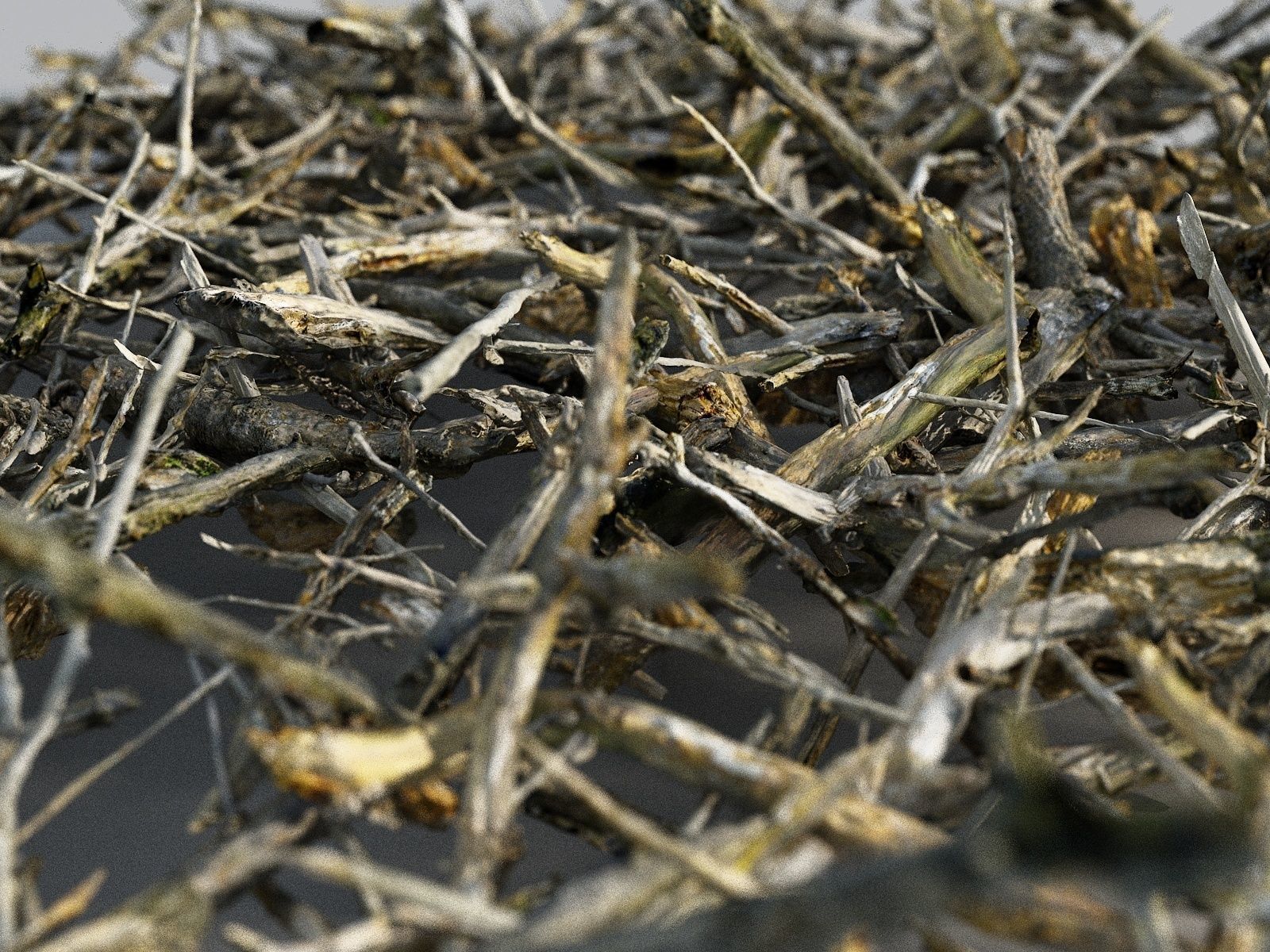 3D model Wood Branch Pack VR / AR / low-poly | CGTrader