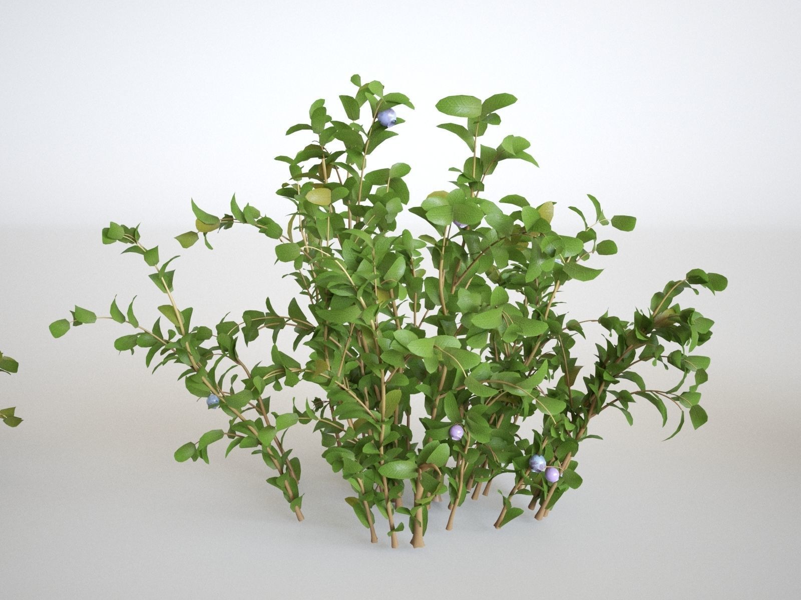 Blueberry Bushes 3D model | CGTrader
