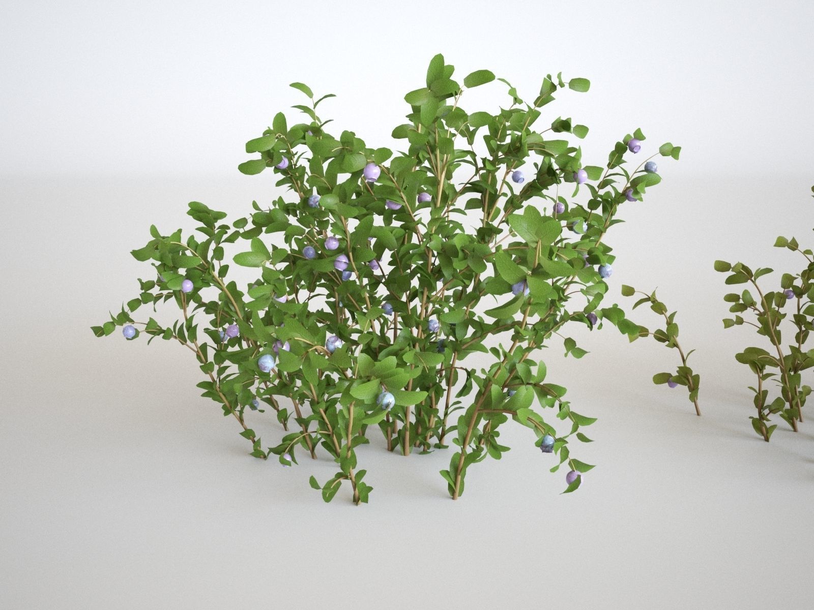 Blueberry Bushes 3D model | CGTrader