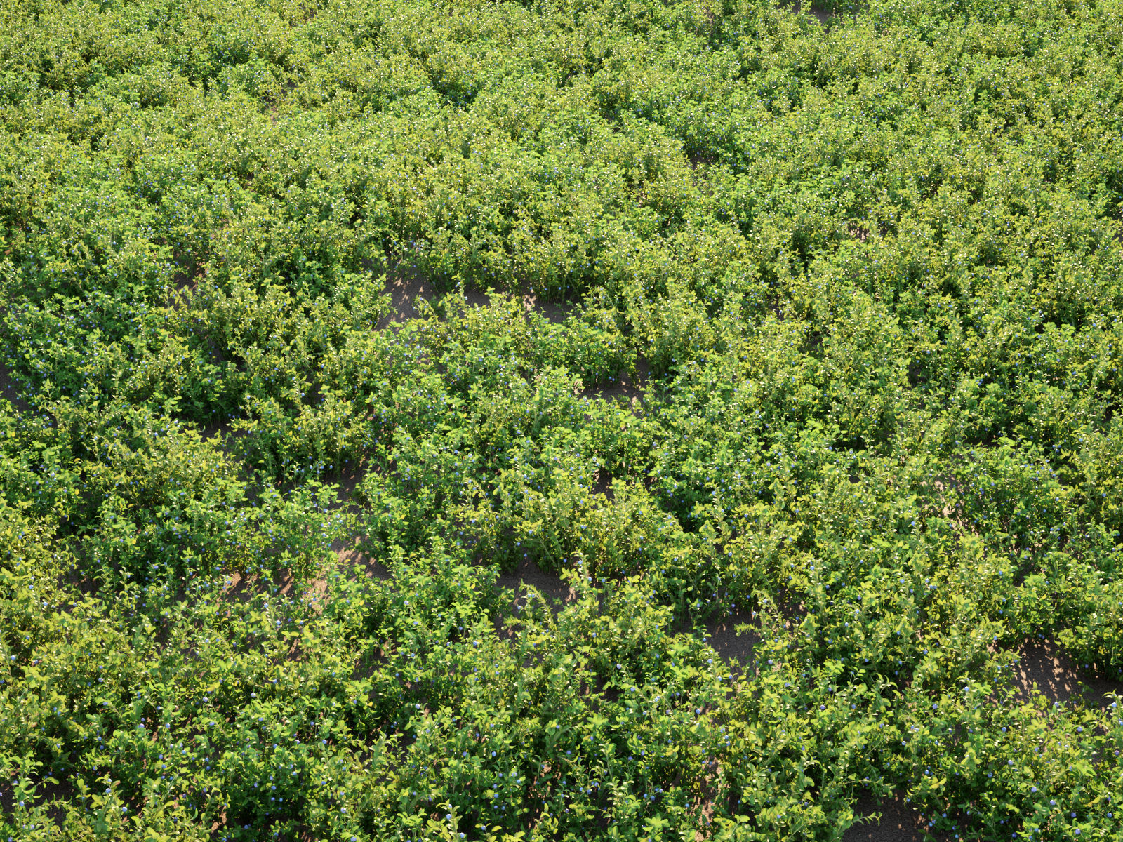 Blueberry Bushes 3D model | CGTrader