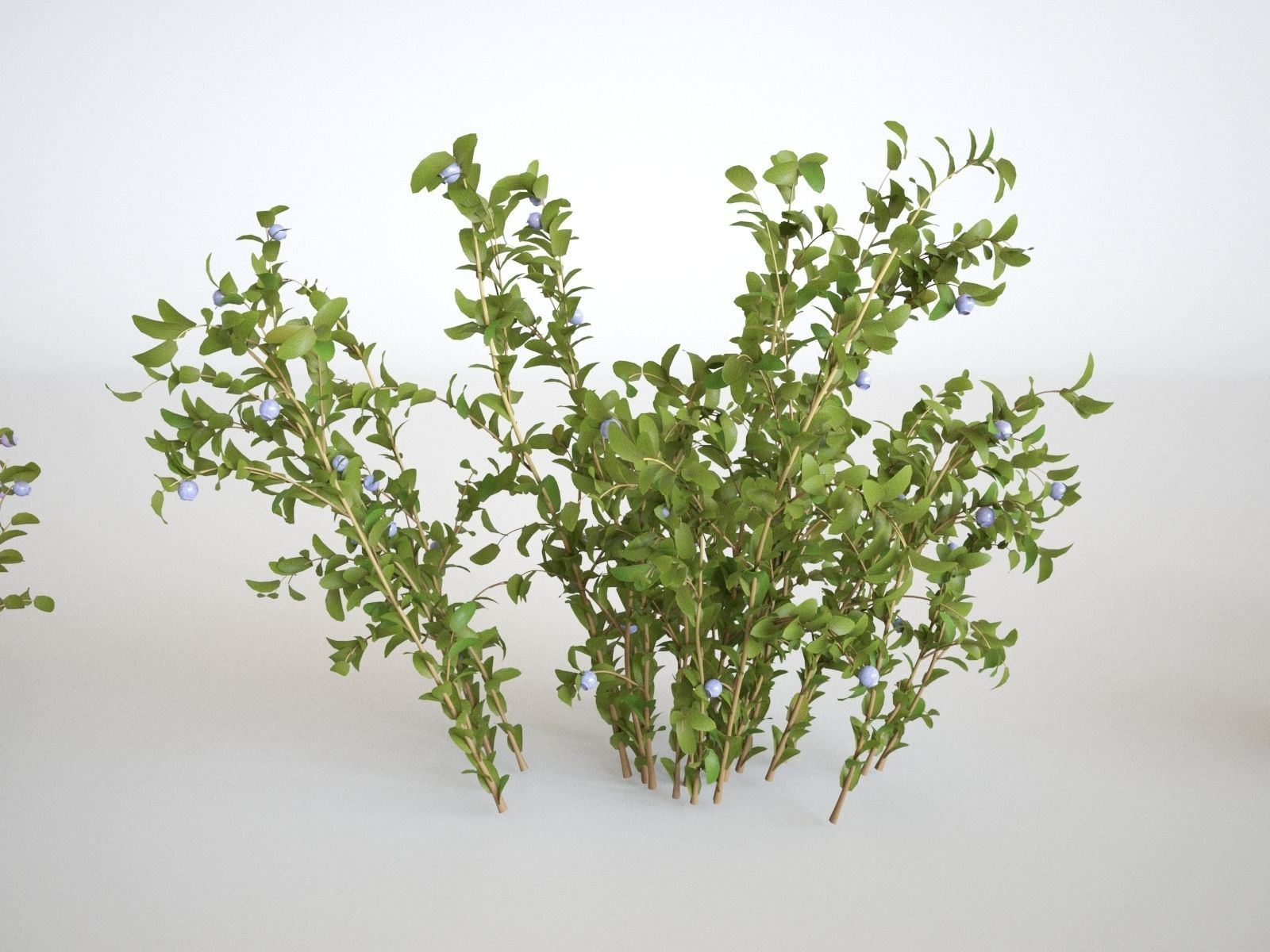 Blueberry Bushes 3D model | CGTrader