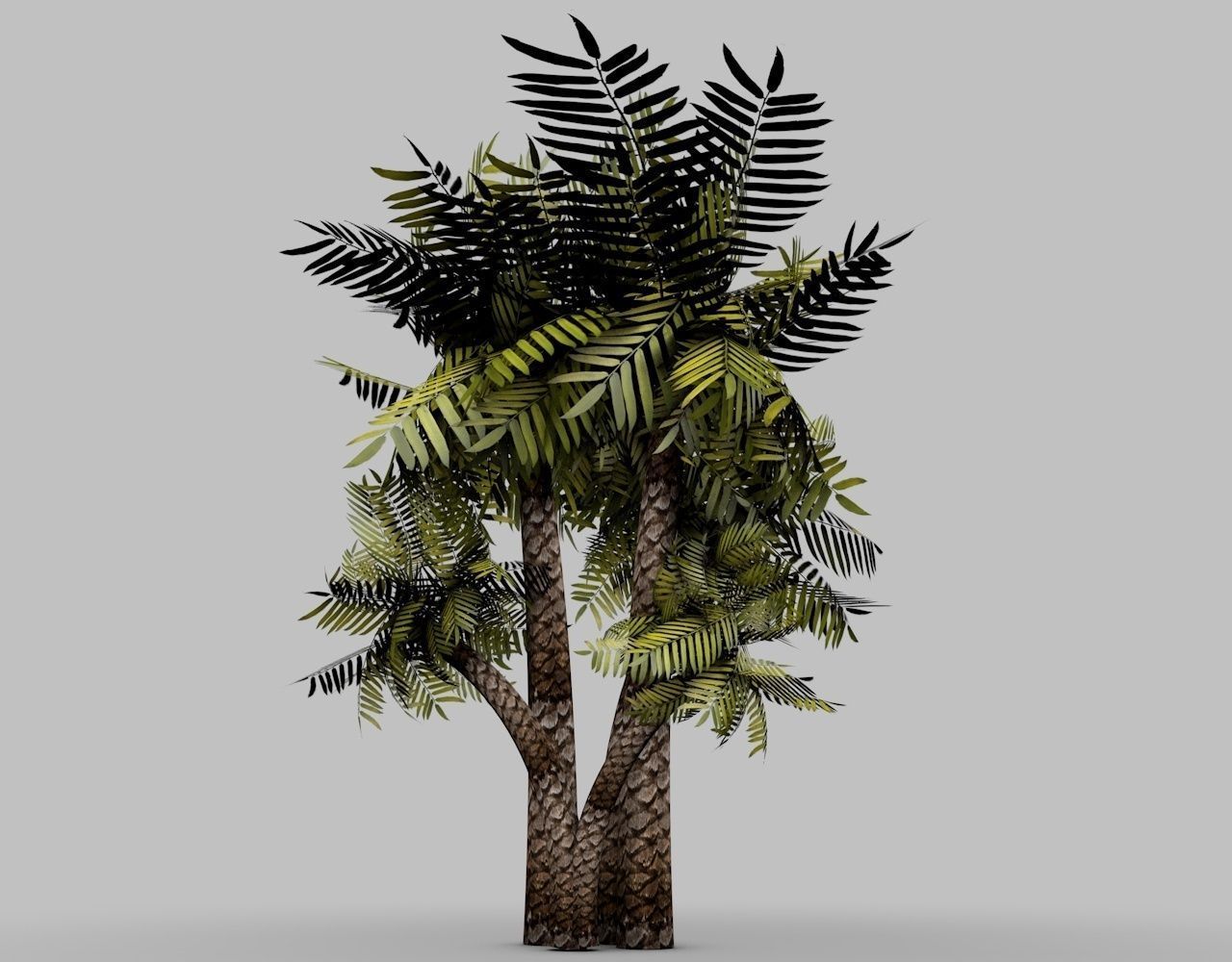 Palm-Tree palm tree 3D model | CGTrader