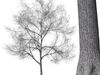 Tree without leaves 3D model | CGTrader