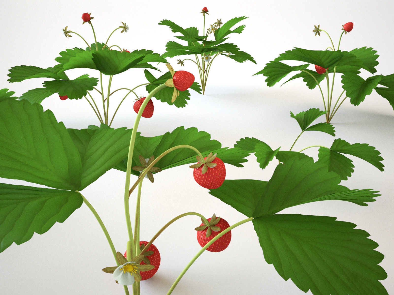 Strawberry Plant Set 3D model | CGTrader