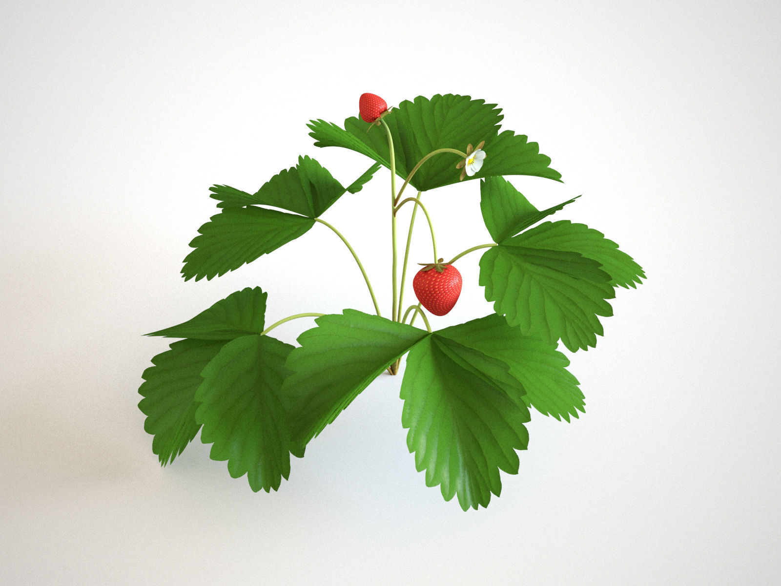 Strawberry Plant Set 3D model | CGTrader
