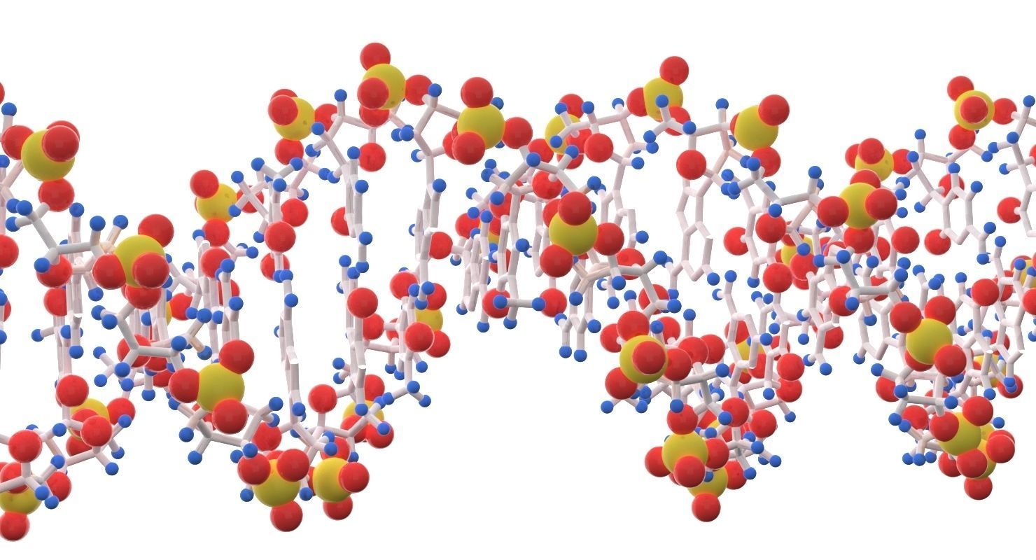 DNA color 3D model 3D model | CGTrader