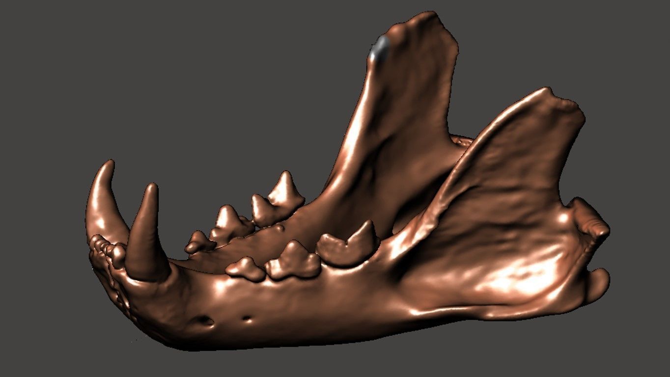 Leopard Skull - STL from high res CT 3D model 3D printable | CGTrader
