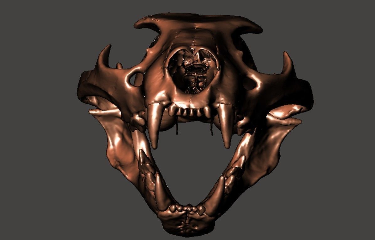 Leopard Skull - STL from high res CT 3D model 3D printable | CGTrader