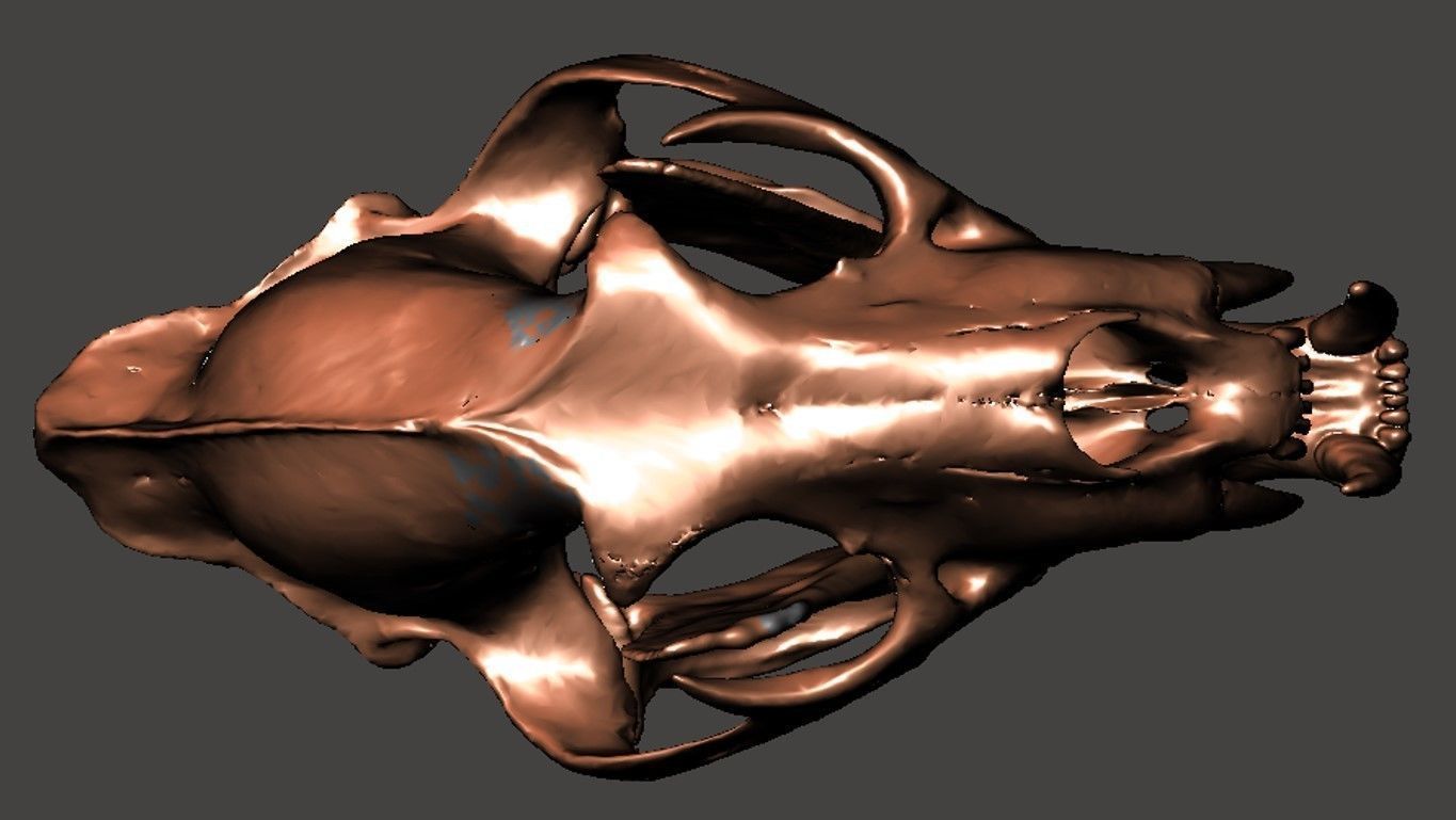 Leopard Skull - STL from high res CT 3D model 3D printable | CGTrader