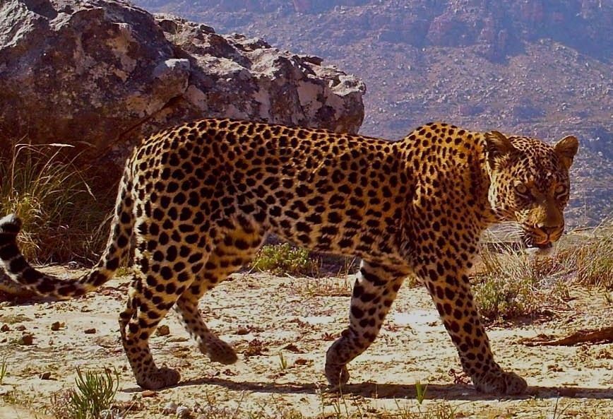 Leopard Skull - STL from high res CT 3D model 3D printable | CGTrader