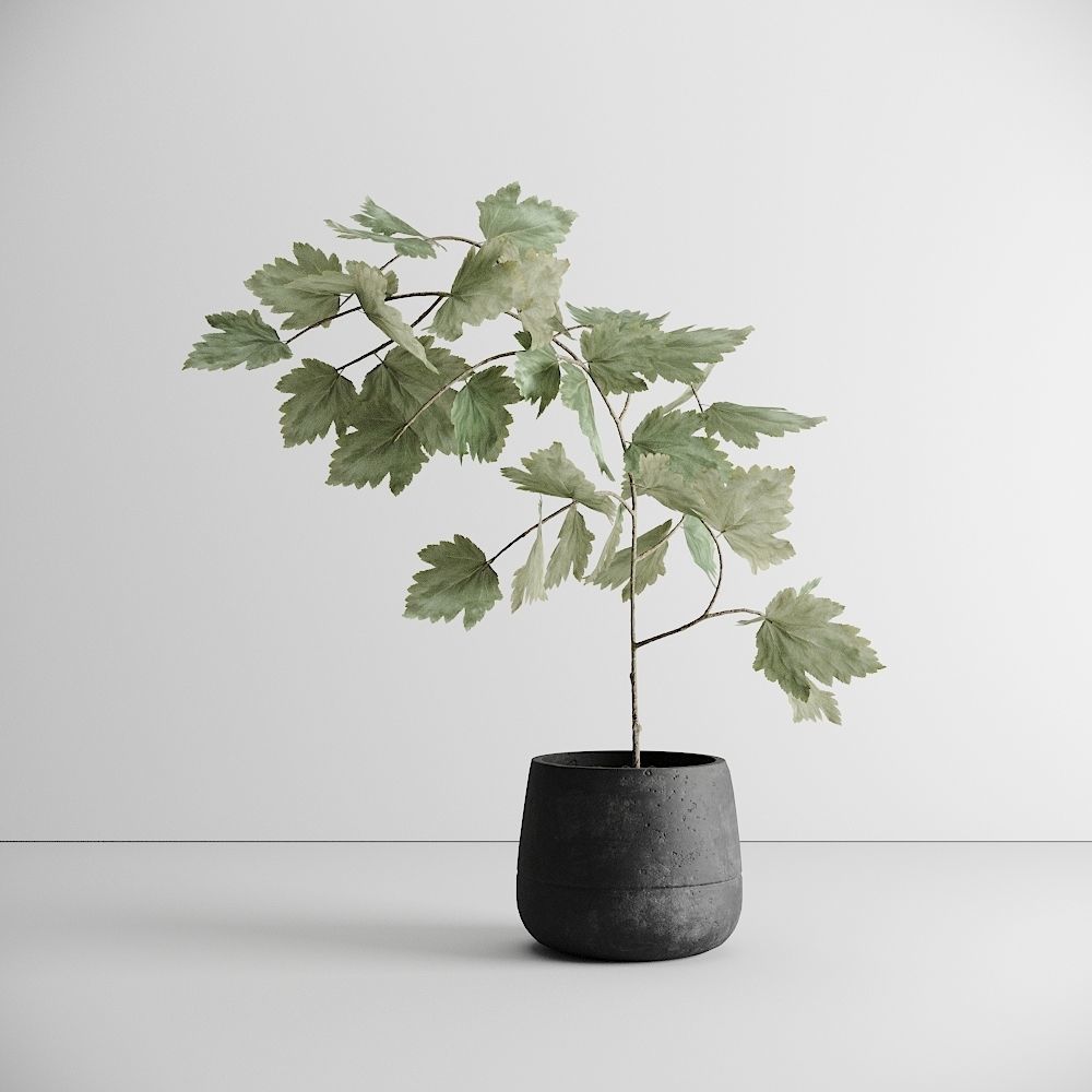 Scandinavian Plant 3D model | CGTrader