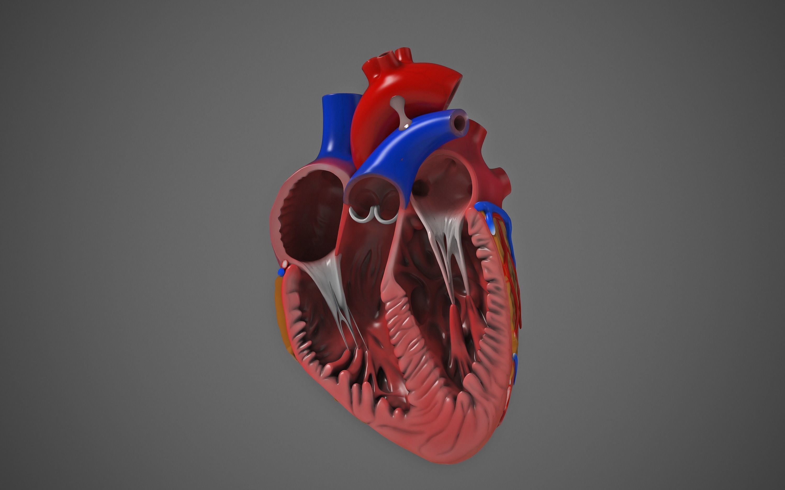 Human Heart 3D model | CGTrader