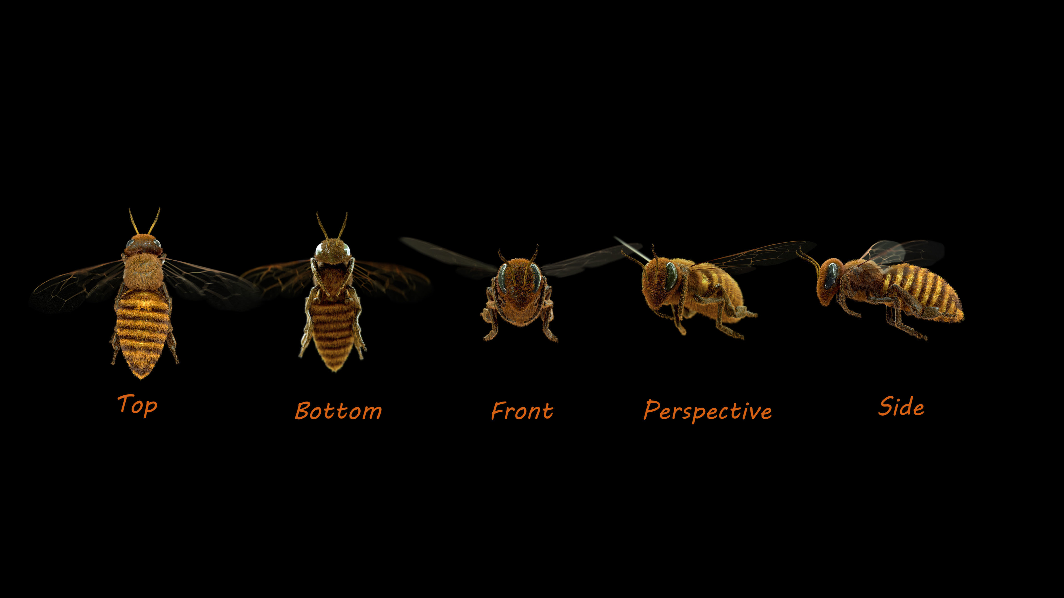 Animated bee 3D model animated rigged | CGTrader