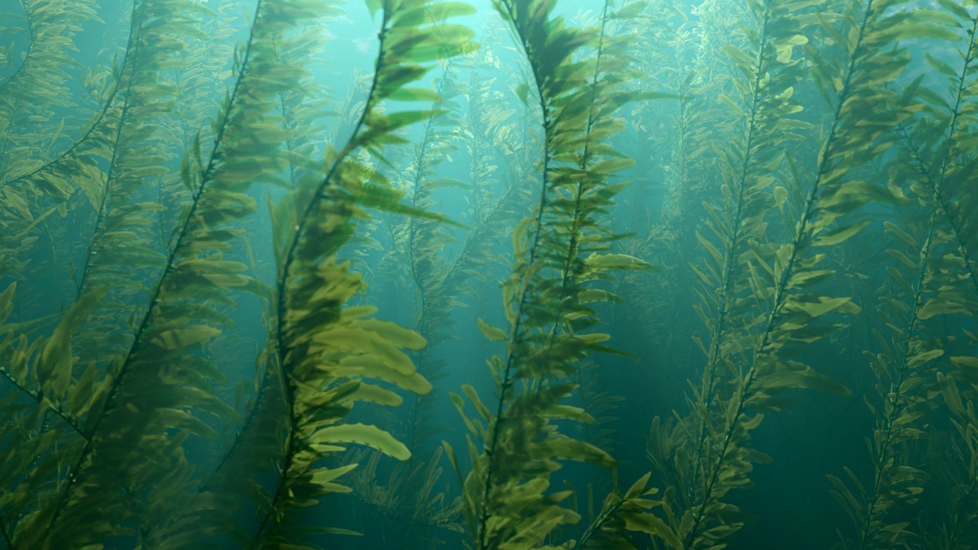 Procedural Kelp Forest Environment 3D model animated | CGTrader