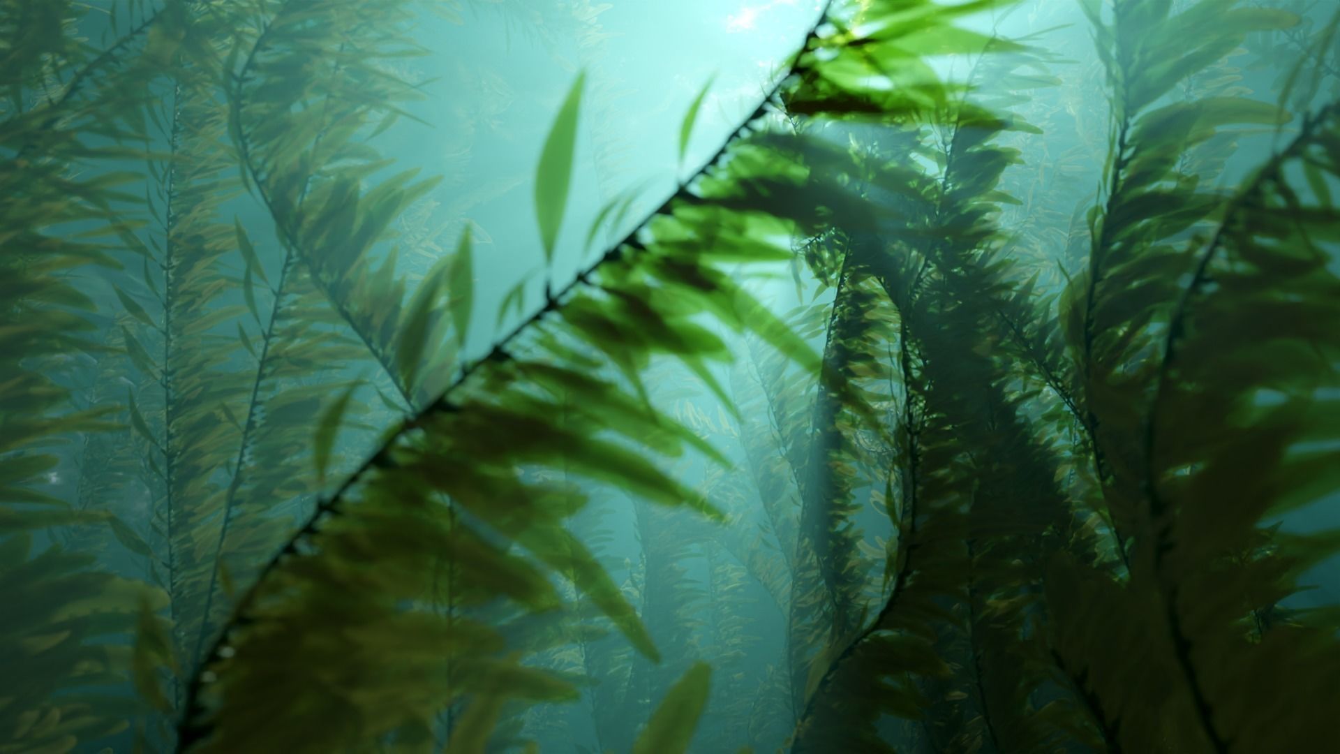 Procedural Kelp Forest Environment 3D model animated | CGTrader