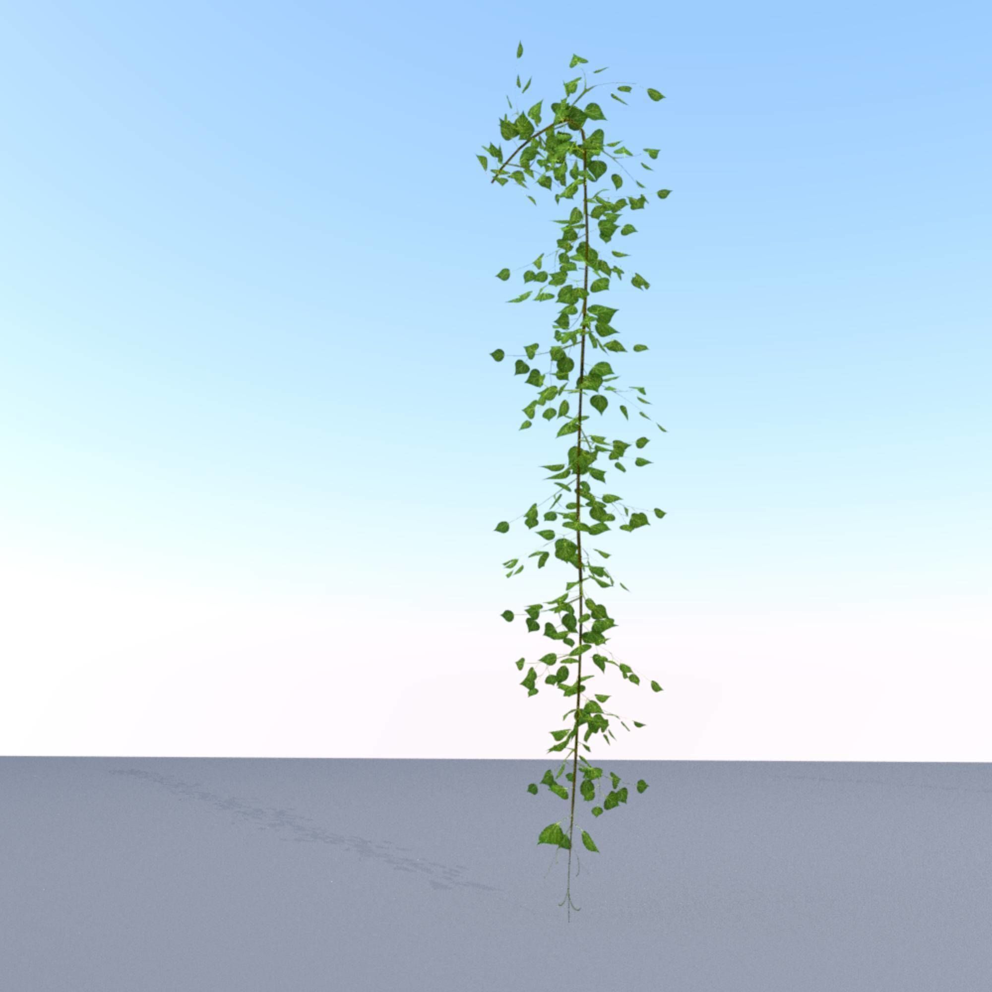 3D model Ivy Vine - Version 12 VR / AR / low-poly | CGTrader