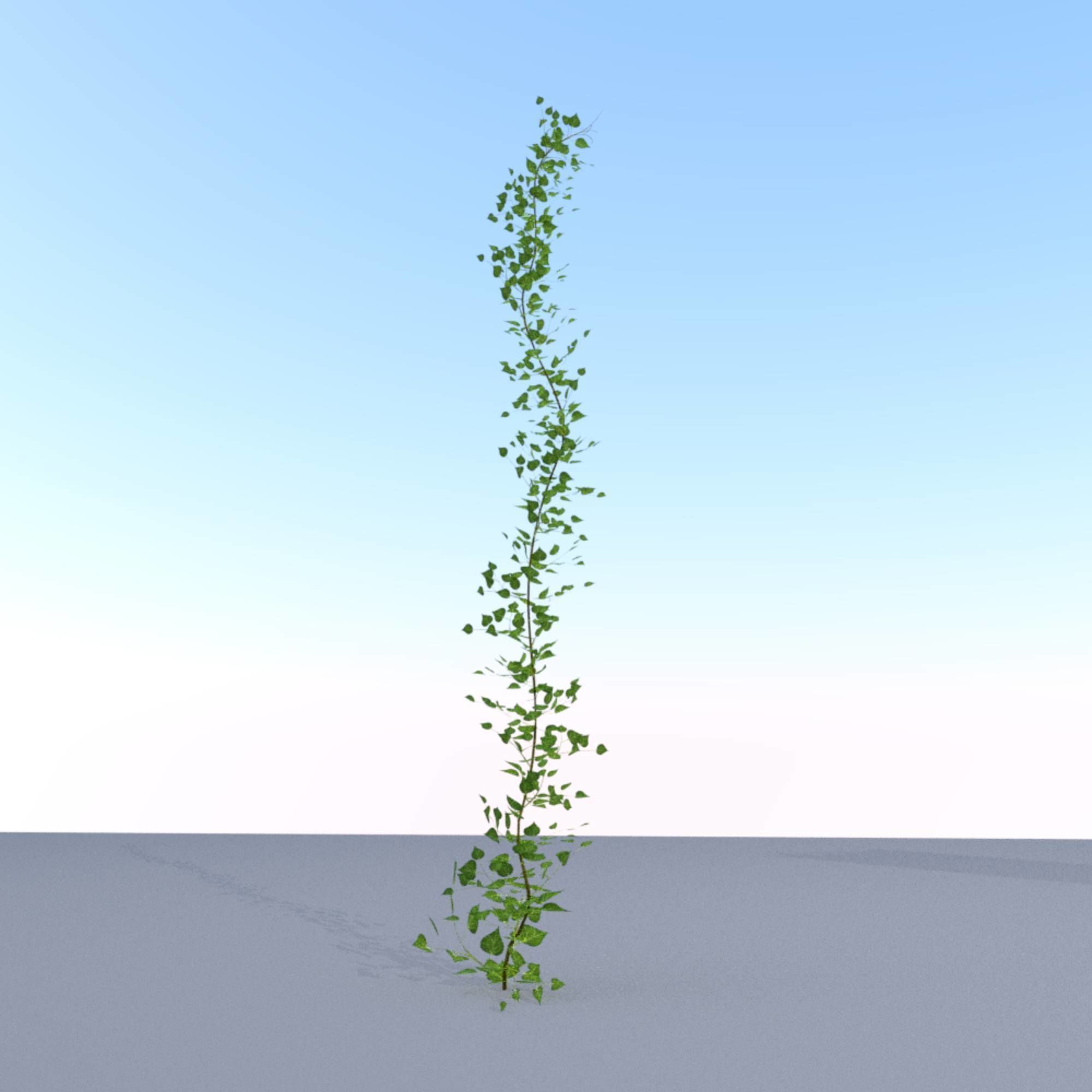 3D model Ivy Vine - Version 4 VR / AR / low-poly | CGTrader