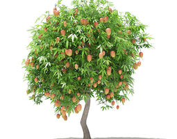 Mango tree 3D Models | CGTrader