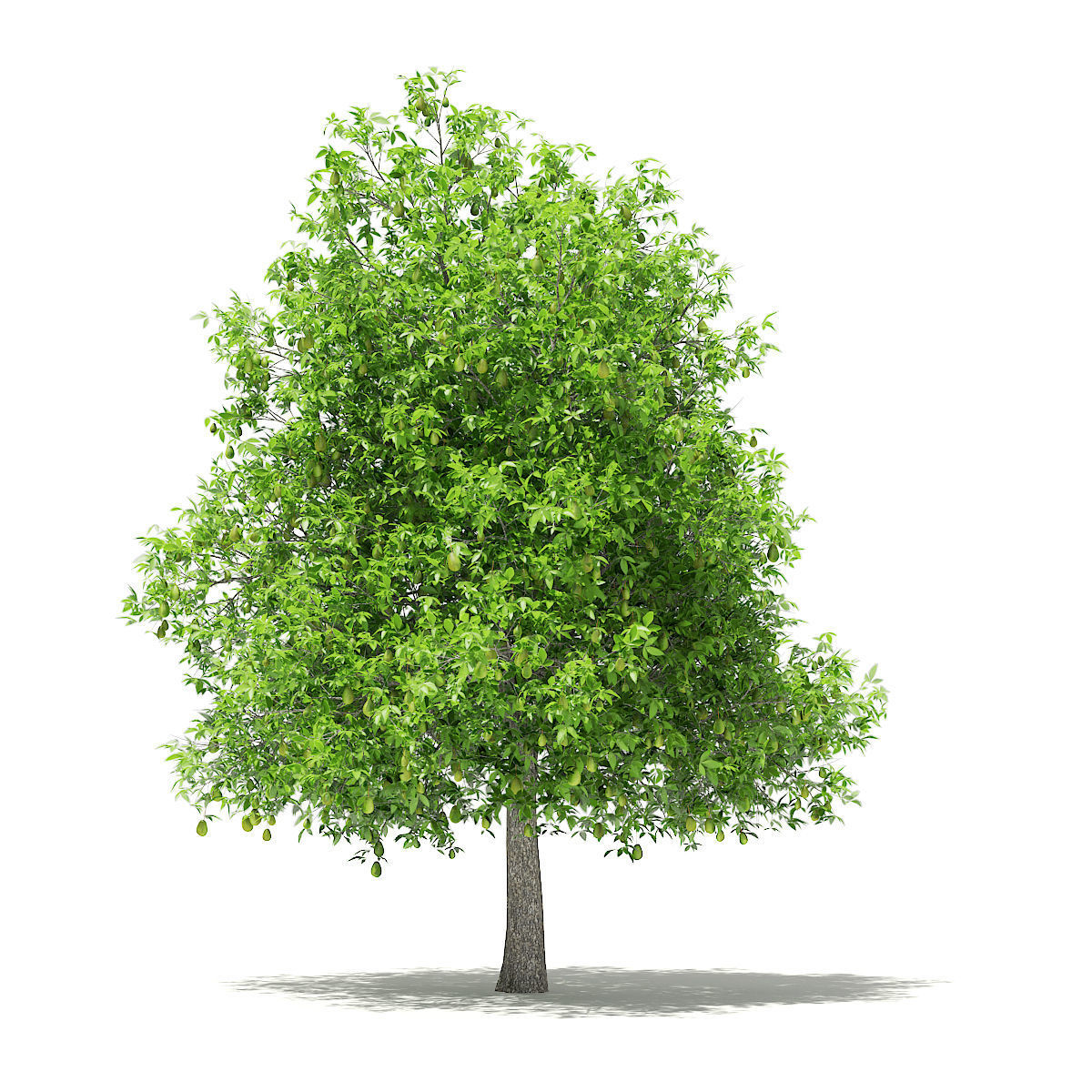 Avocado Tree with Fruits 3D model | CGTrader