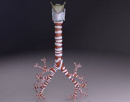 Trachea 3D Models | CGTrader