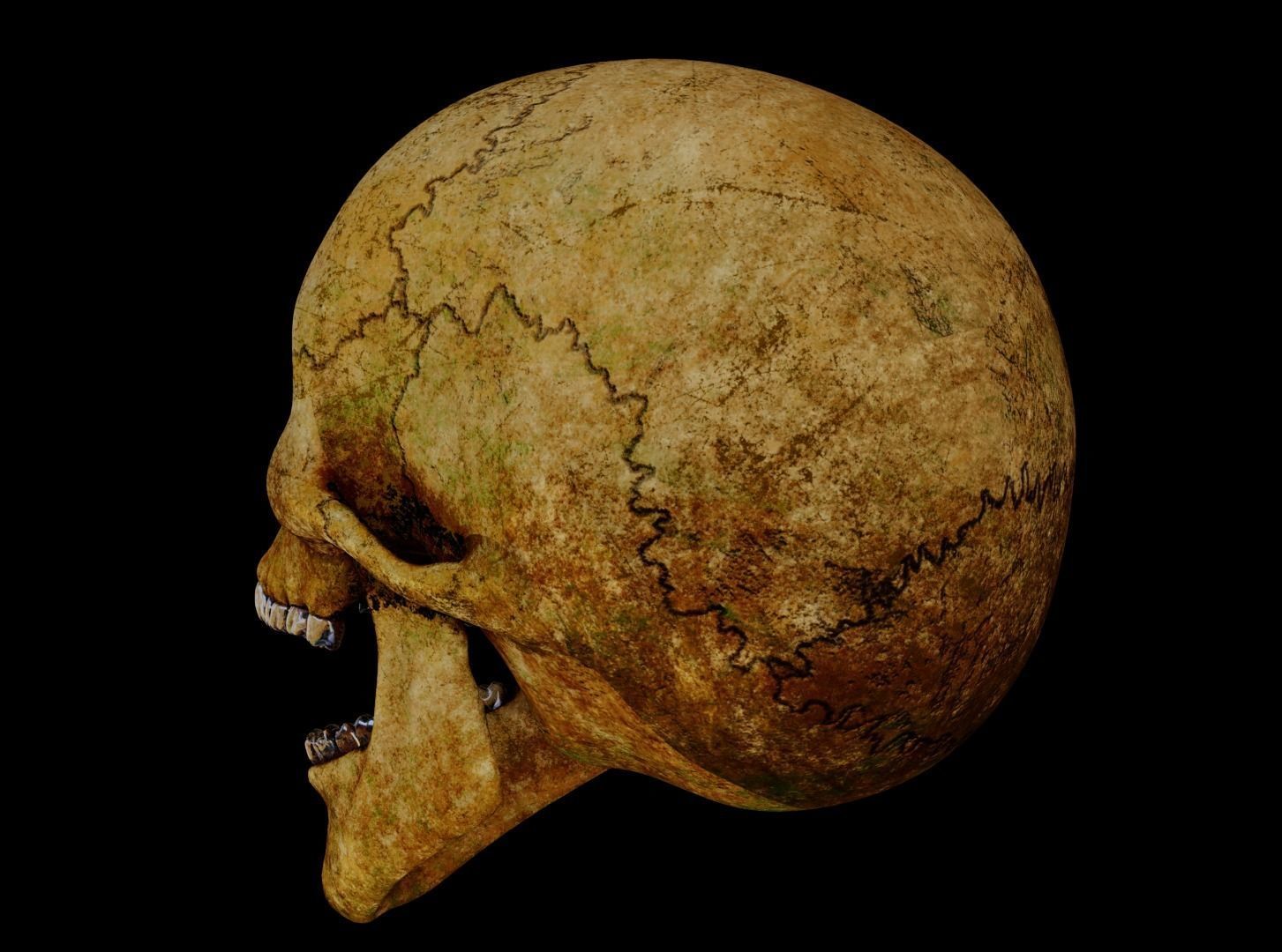 Rotting Skull 3D model rigged | CGTrader