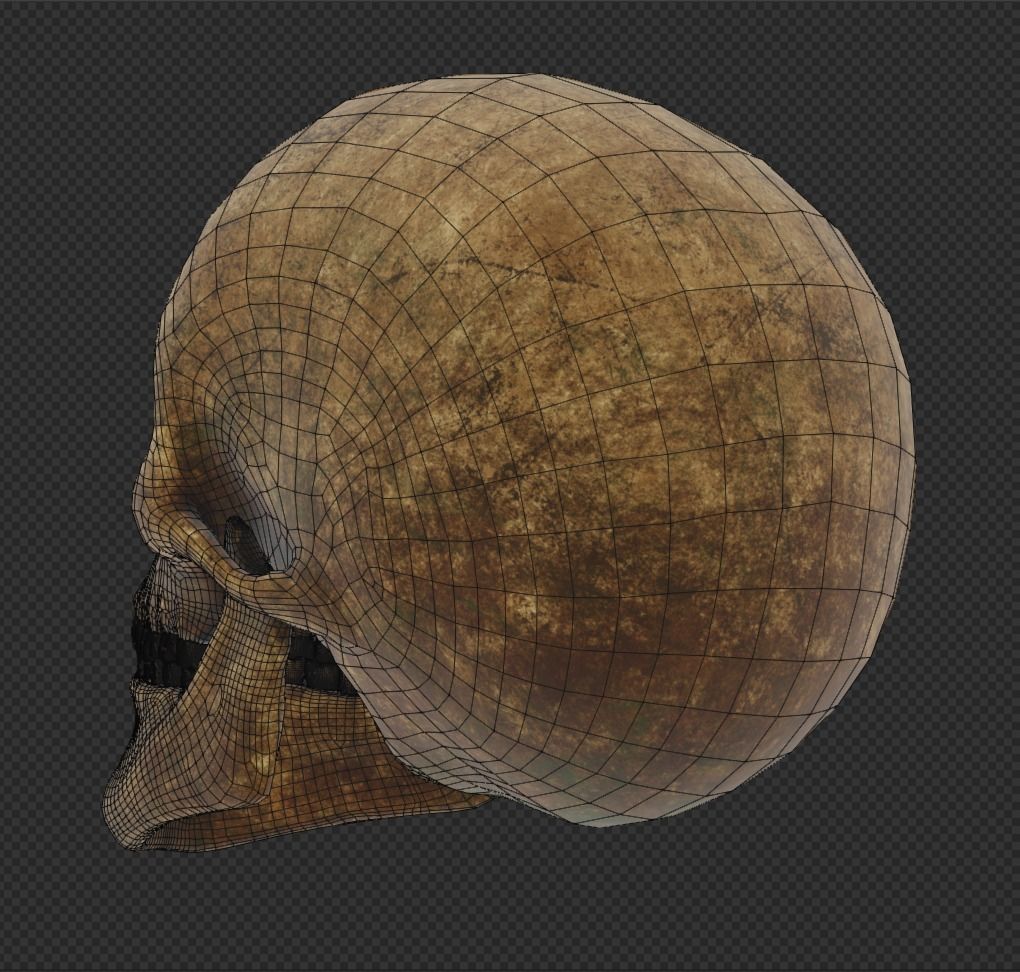 Rotting Skull 3D model rigged | CGTrader
