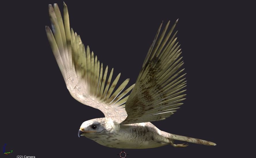 3D model hawk animated VR / AR / low-poly rigged animated | CGTrader